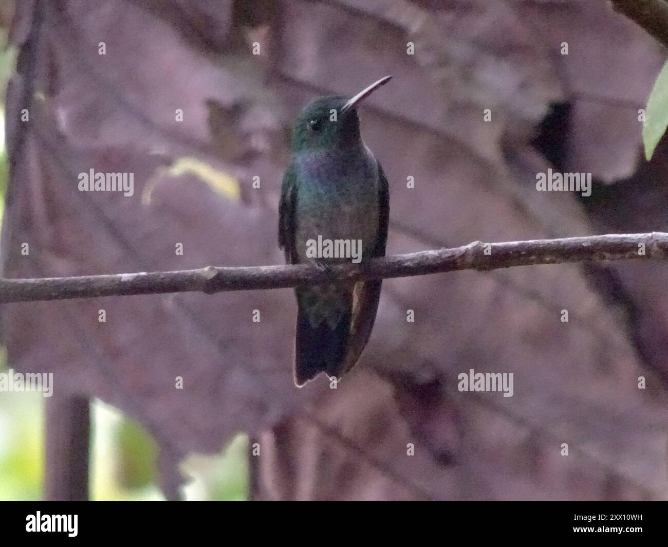 Blue-chested Hummingbird (Polyerata amabilis) Aves Stock Photo - Alamy