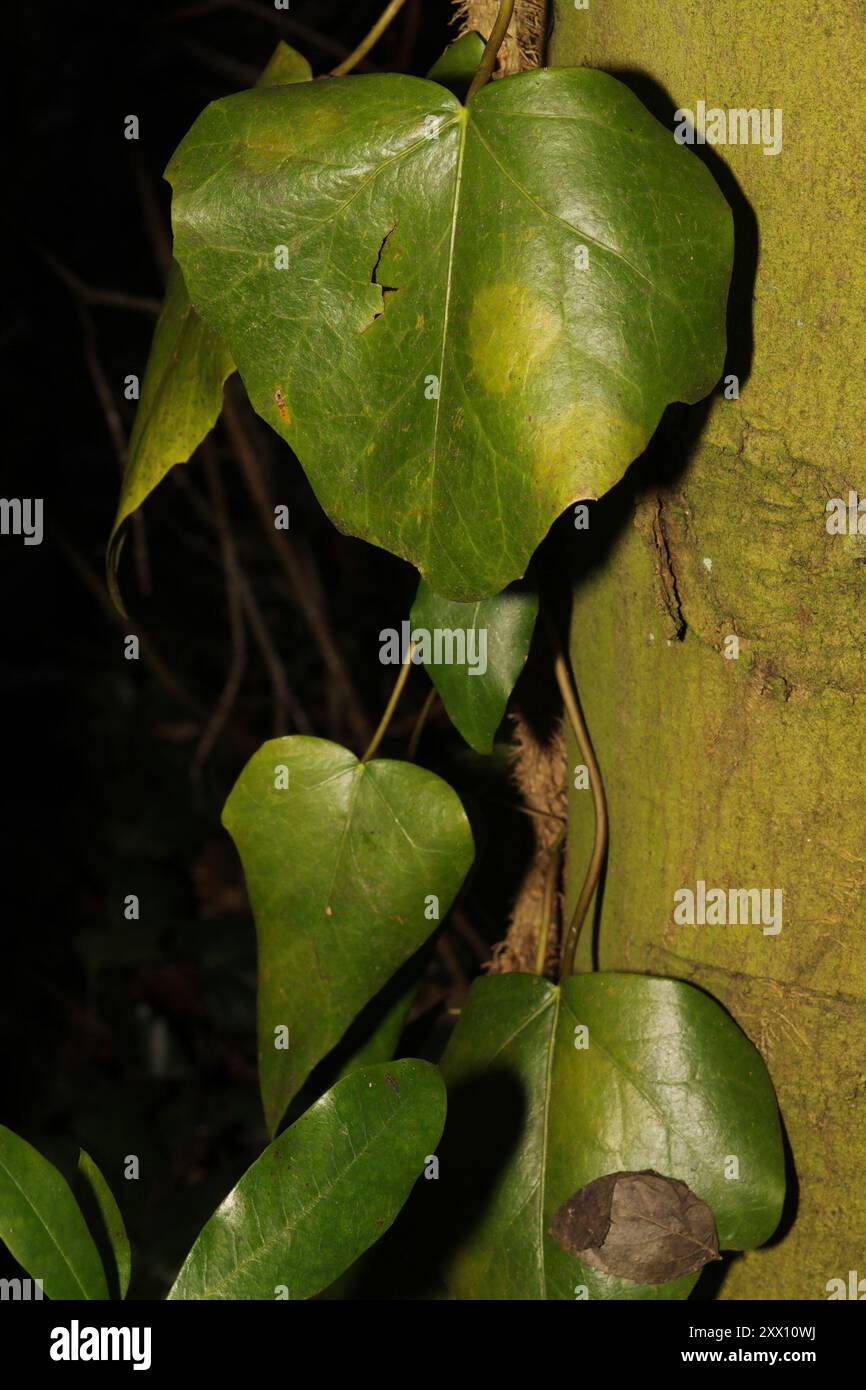 Persian Ivy (Hedera colchica) Plantae Stock Photo - Alamy