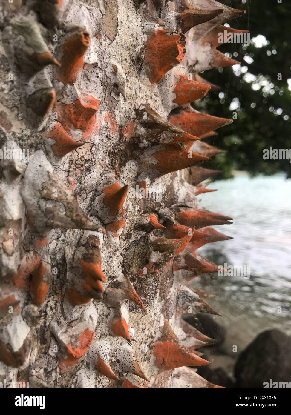 Red Ceiba (Pochota fendleri) Plantae Stock Photo - Alamy