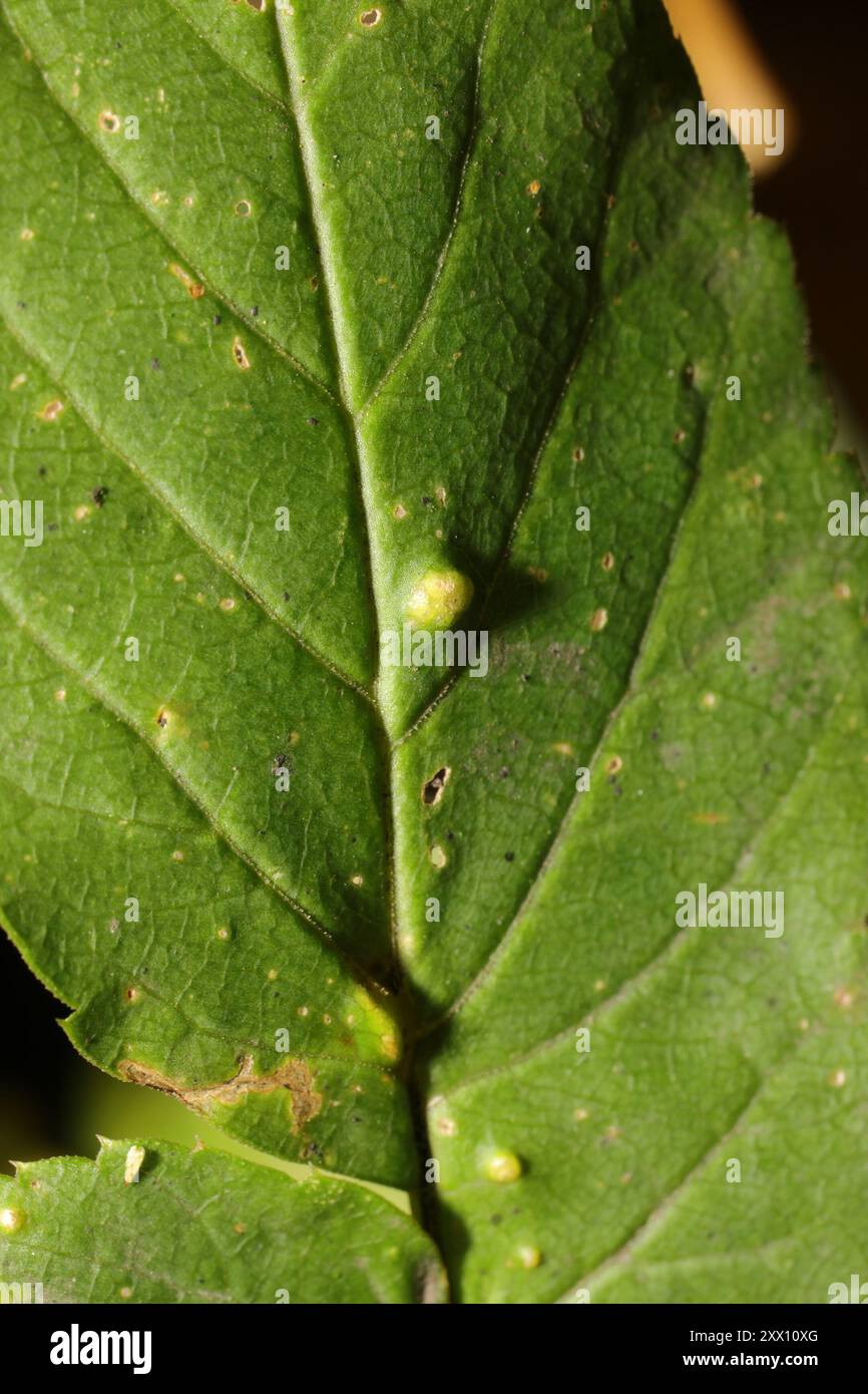 Macrosporus hi-res stock photography and images - Alamy