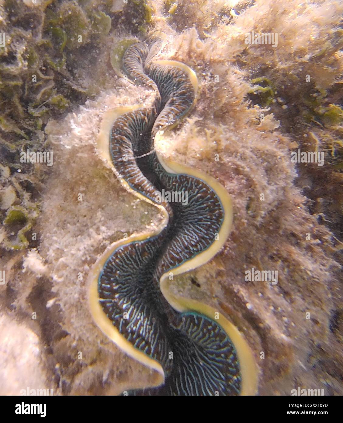 Small Giant Clam (Tridacna maxima) Mollusca Stock Photo - Alamy