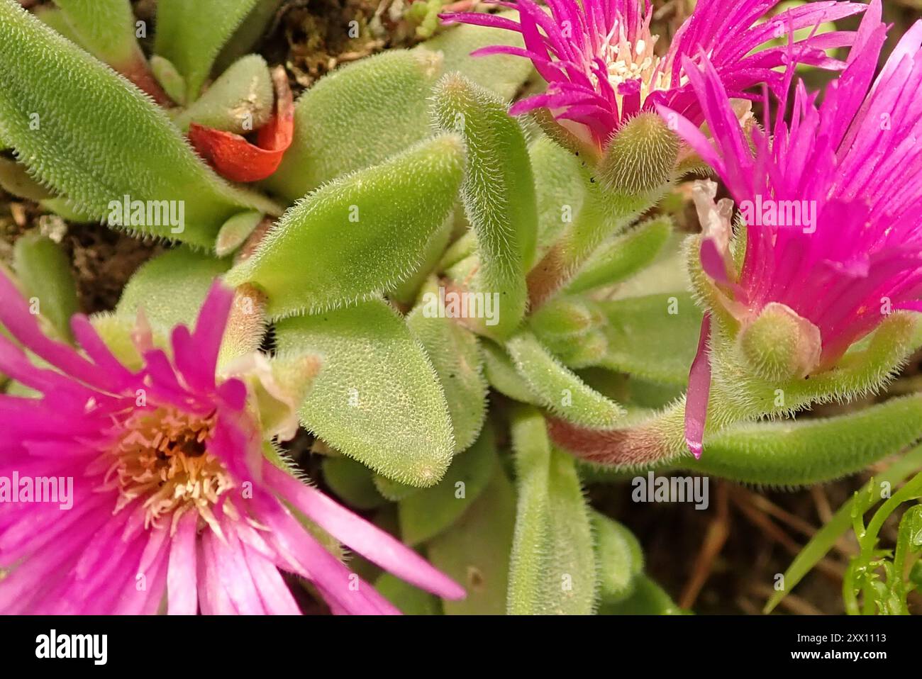 Fire Sheepfig (Delosperma sutherlandii) Plantae Stock Photo - Alamy