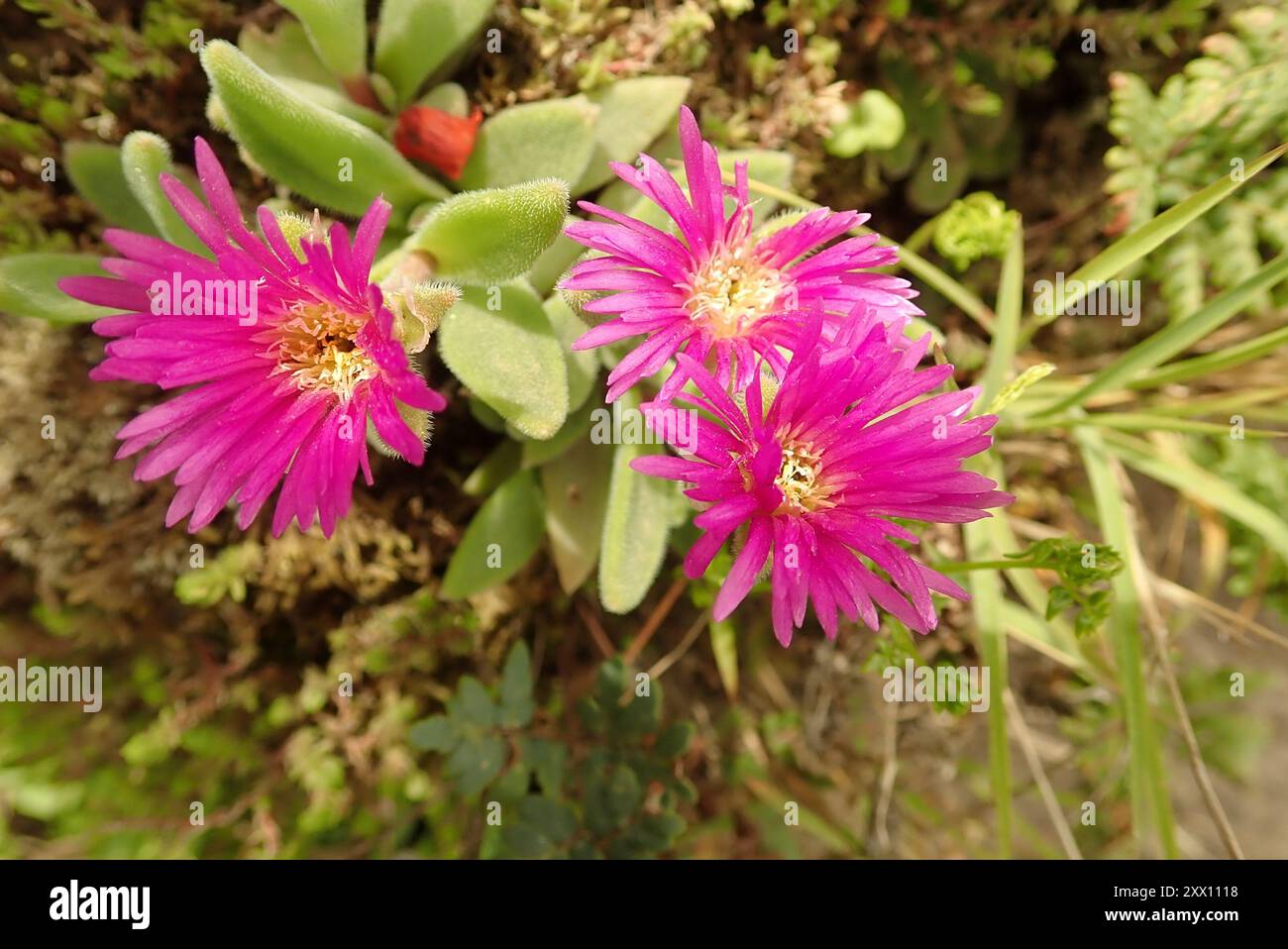 Fire Sheepfig (Delosperma sutherlandii) Plantae Stock Photo - Alamy