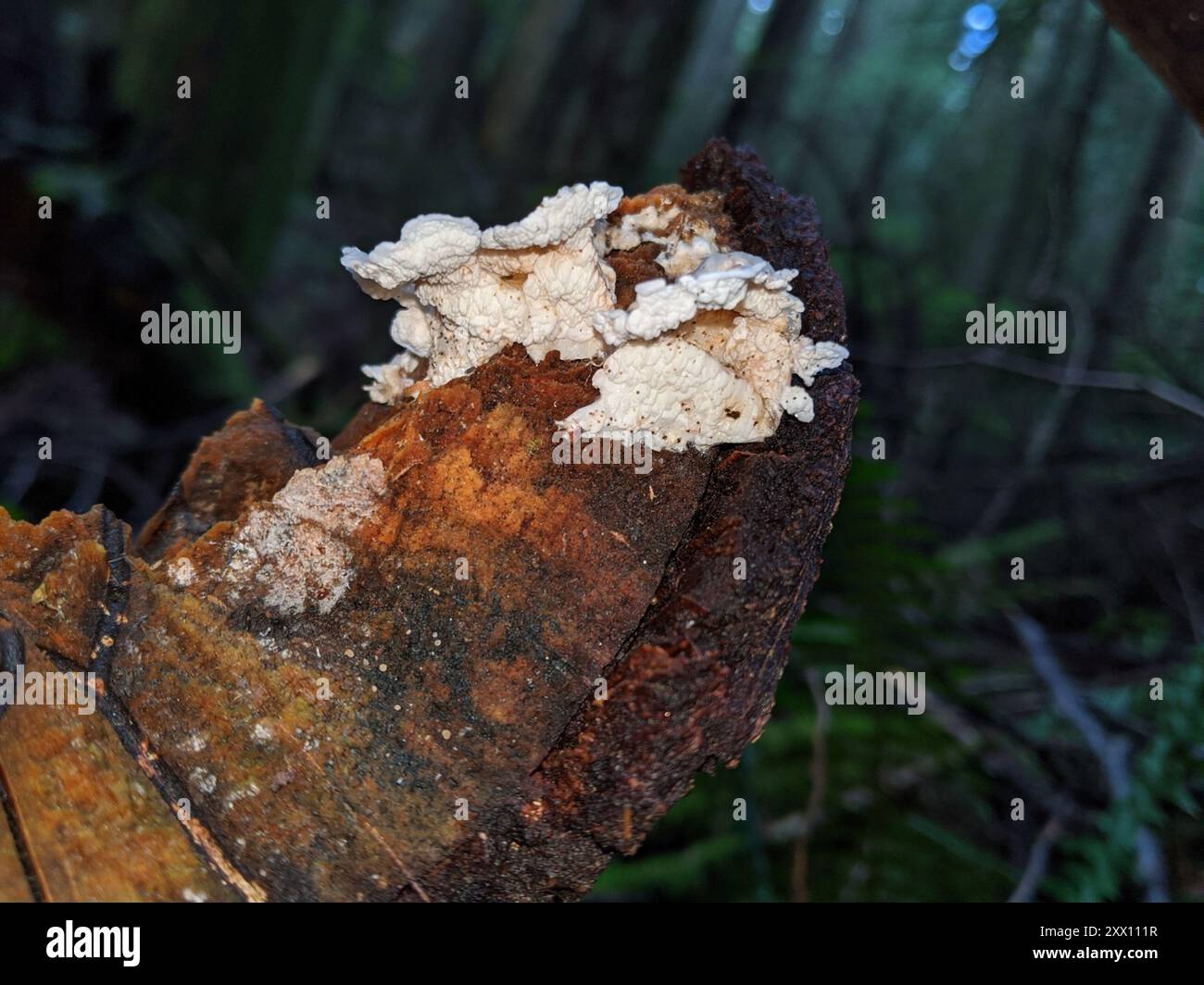 shelf fungi (Polyporales) Fungi Stock Photo - Alamy