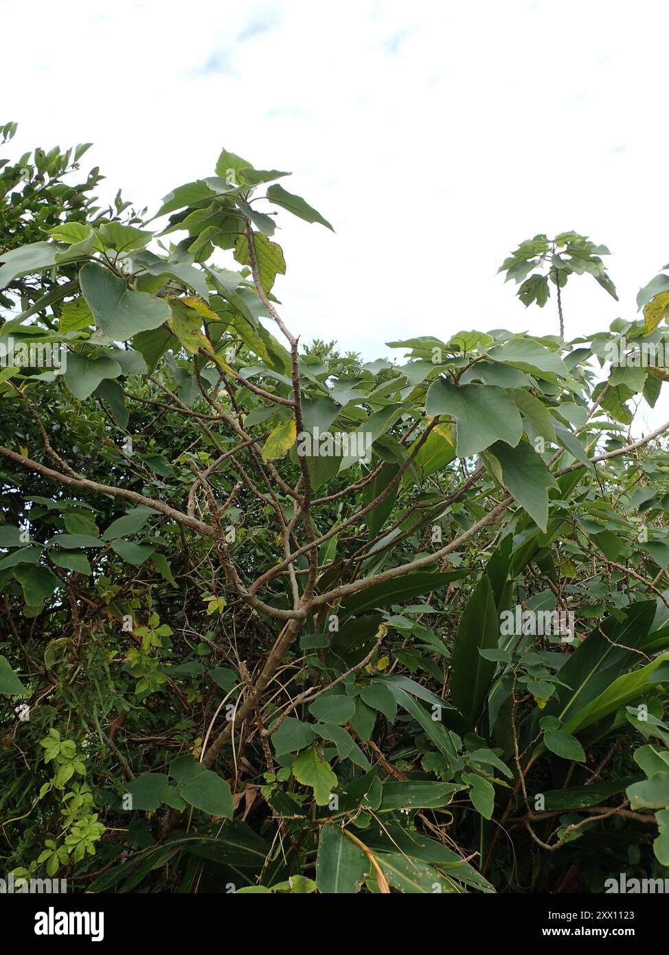 Paper mulberry (Broussonetia papyrifera) Plantae Stock Photo - Alamy