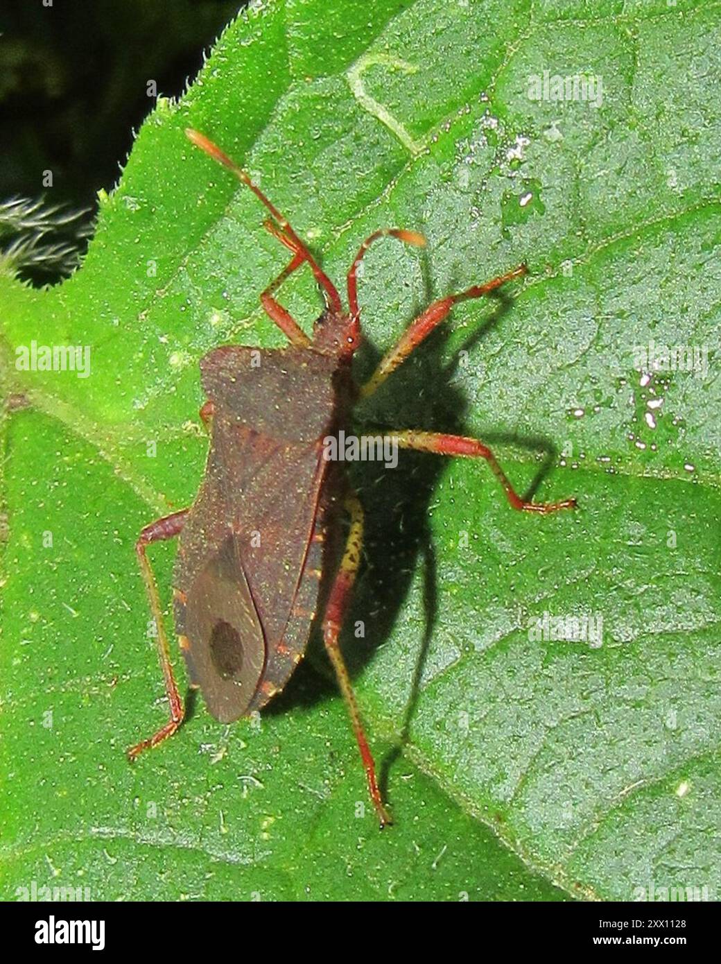 Squash Bugs (Anasa) Insecta Stock Photo - Alamy
