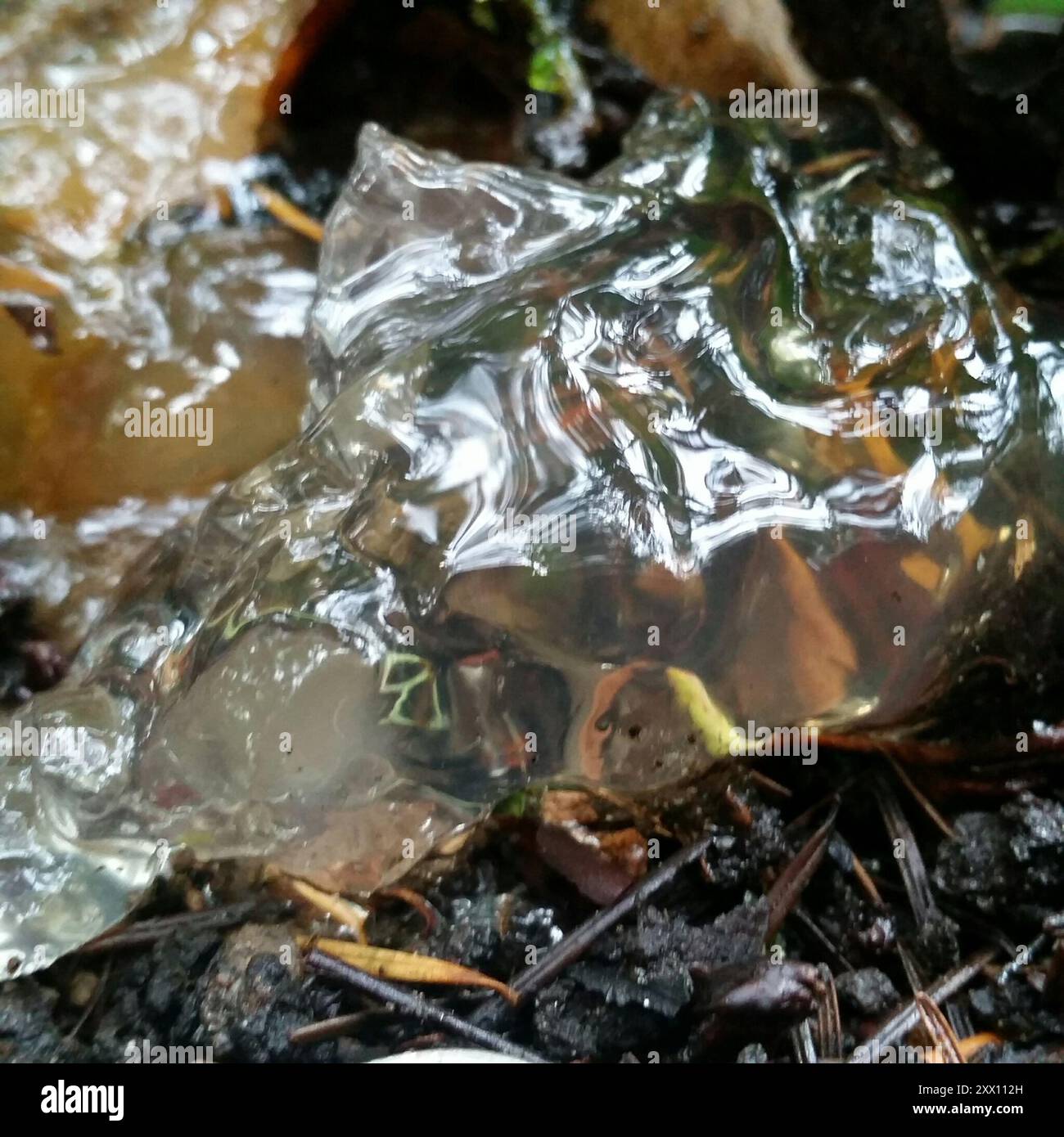 Crystal brain fungi hi-res stock photography and images - Alamy