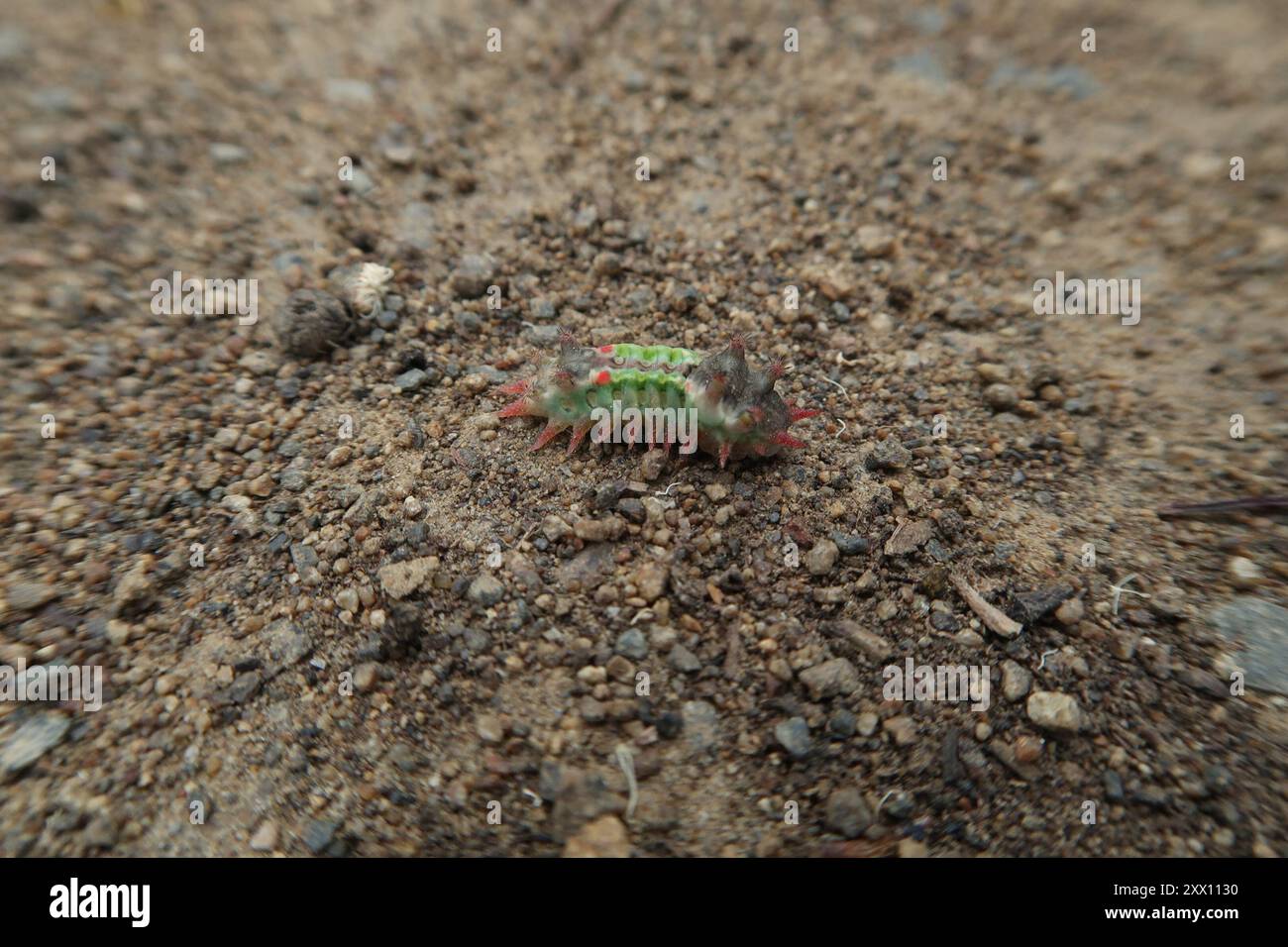 Painted Cup Moth (Doratifera oxleyi) Insecta Stock Photo - Alamy