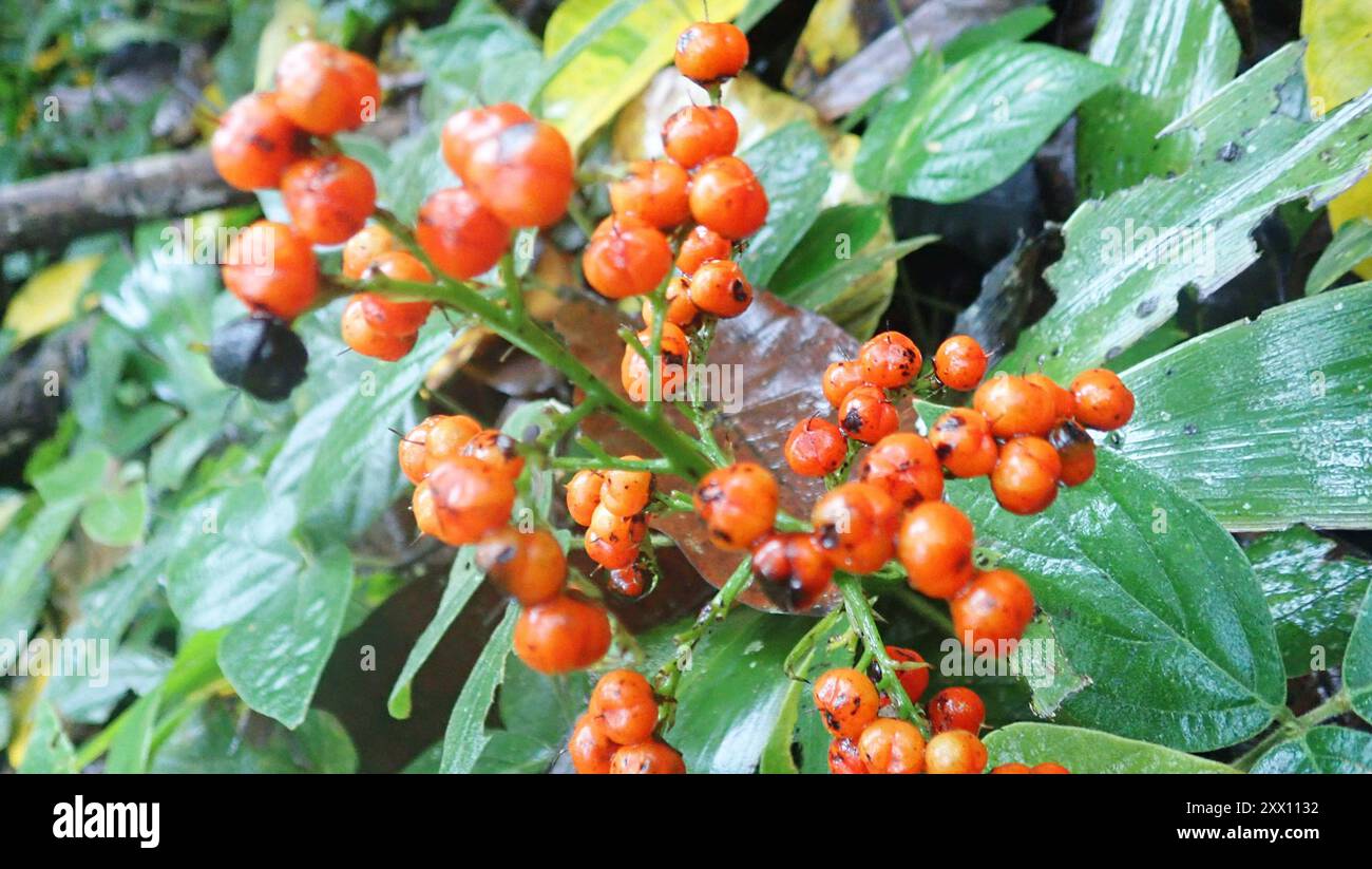 palmita (Xiphidium caeruleum) Plantae Stock Photo - Alamy