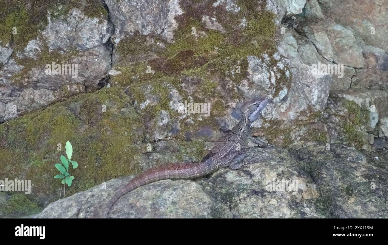 Common Basilisk (Basiliscus basiliscus) Reptilia Stock Photo - Alamy