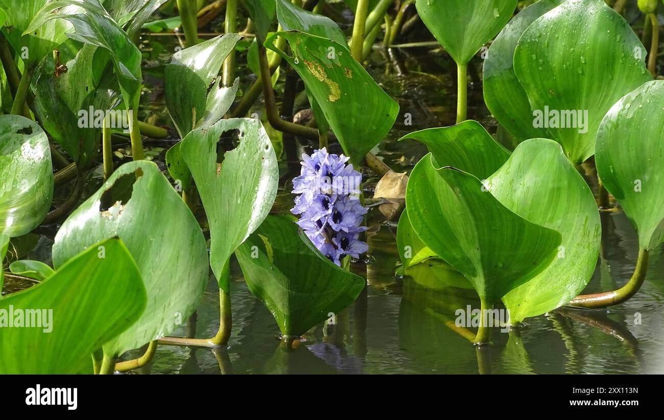 anchored water hyacinth (Pontederia azurea) Plantae Stock Photo - Alamy