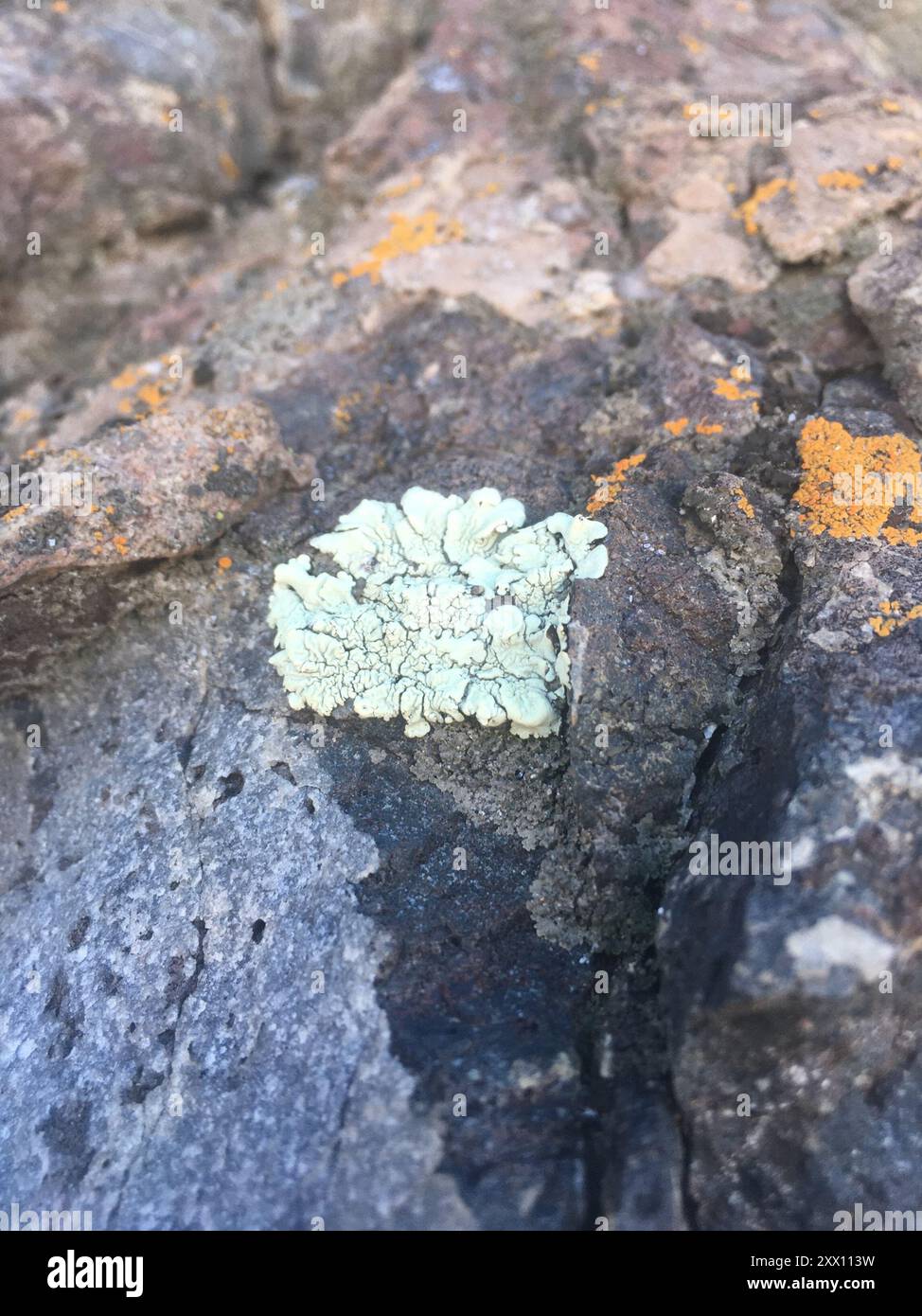 rim lichens, disc lichens, and allies (Lecanoraceae) Fungi Stock Photo ...