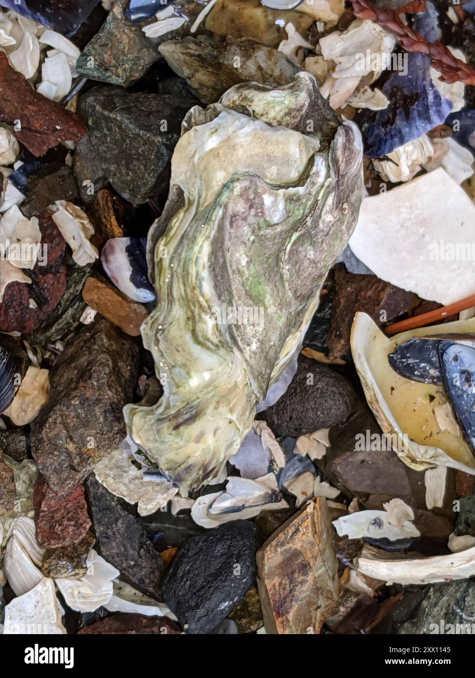 Pacific Oyster (Magallana gigas) Mollusca Stock Photo - Alamy