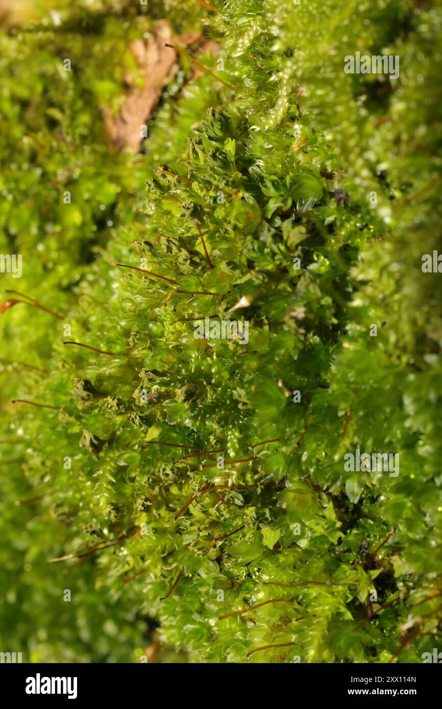 Capillary Thread-moss (Ptychostomum capillare) Plantae Stock Photo - Alamy