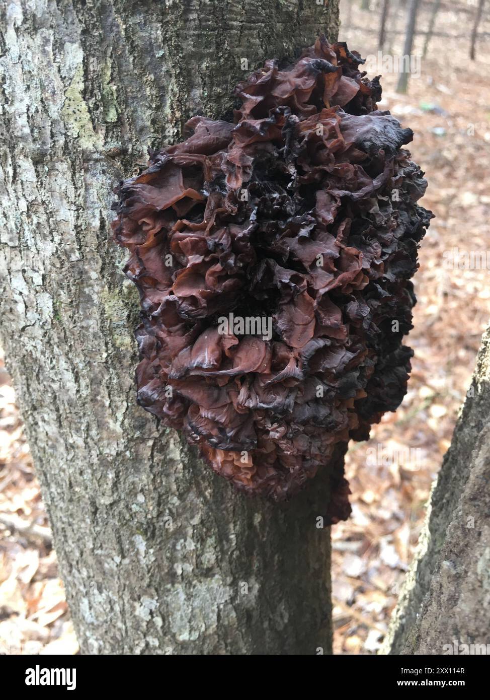 Leafy Brain (Phaeotremella foliacea) Fungi Stock Photo - Alamy