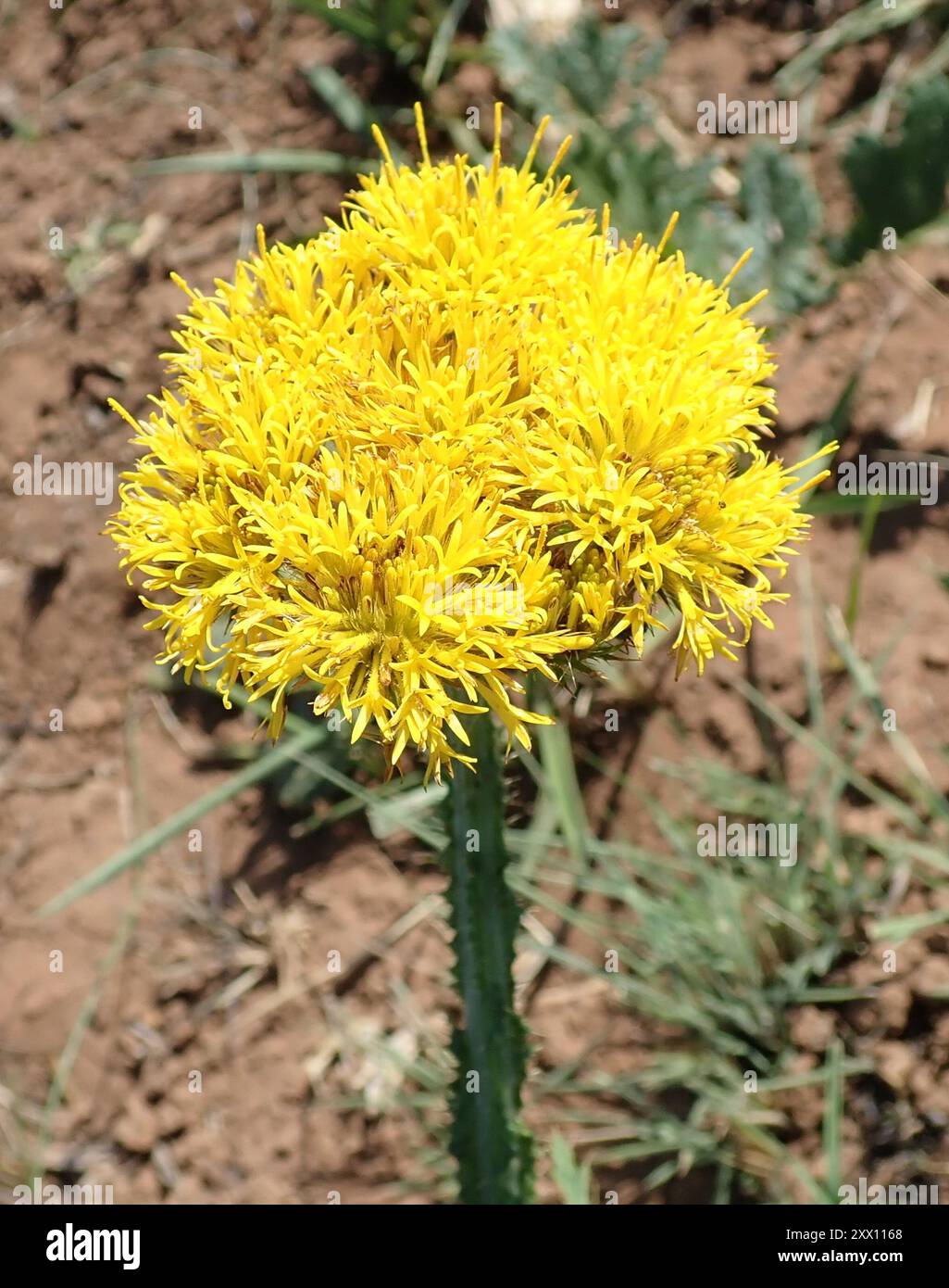 Umbel African Thistle (Berkheya umbellata) Plantae Stock Photo - Alamy