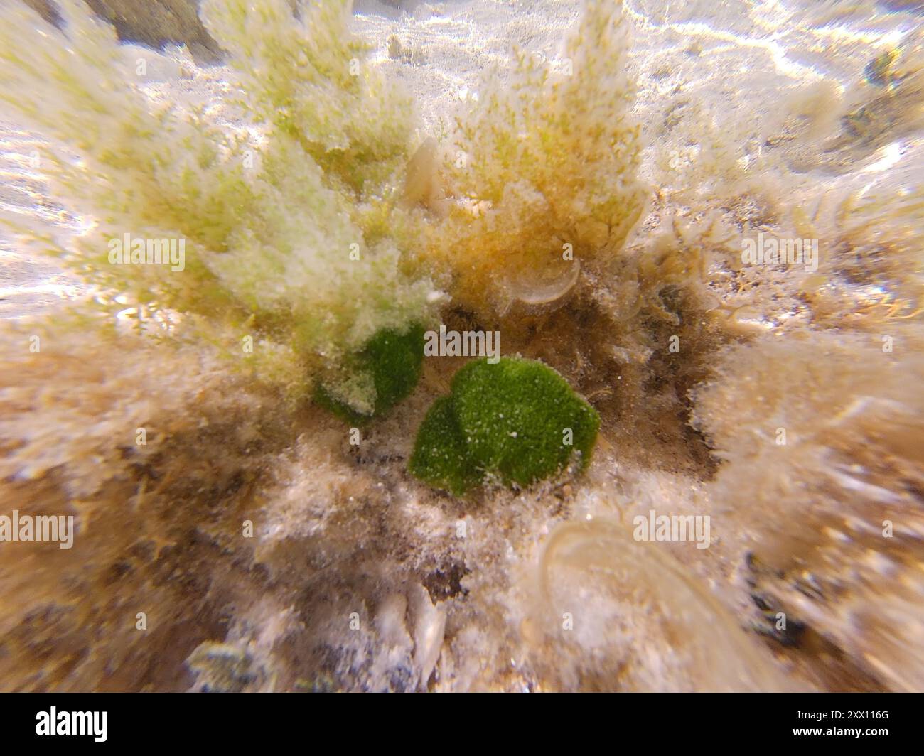 Chlorodesmis fastigiata hi-res stock photography and images - Alamy