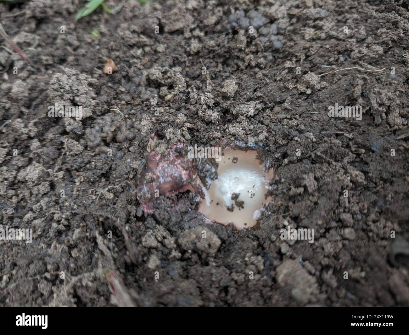 dune stinkhorn (Phallus hadriani) Fungi Stock Photo - Alamy