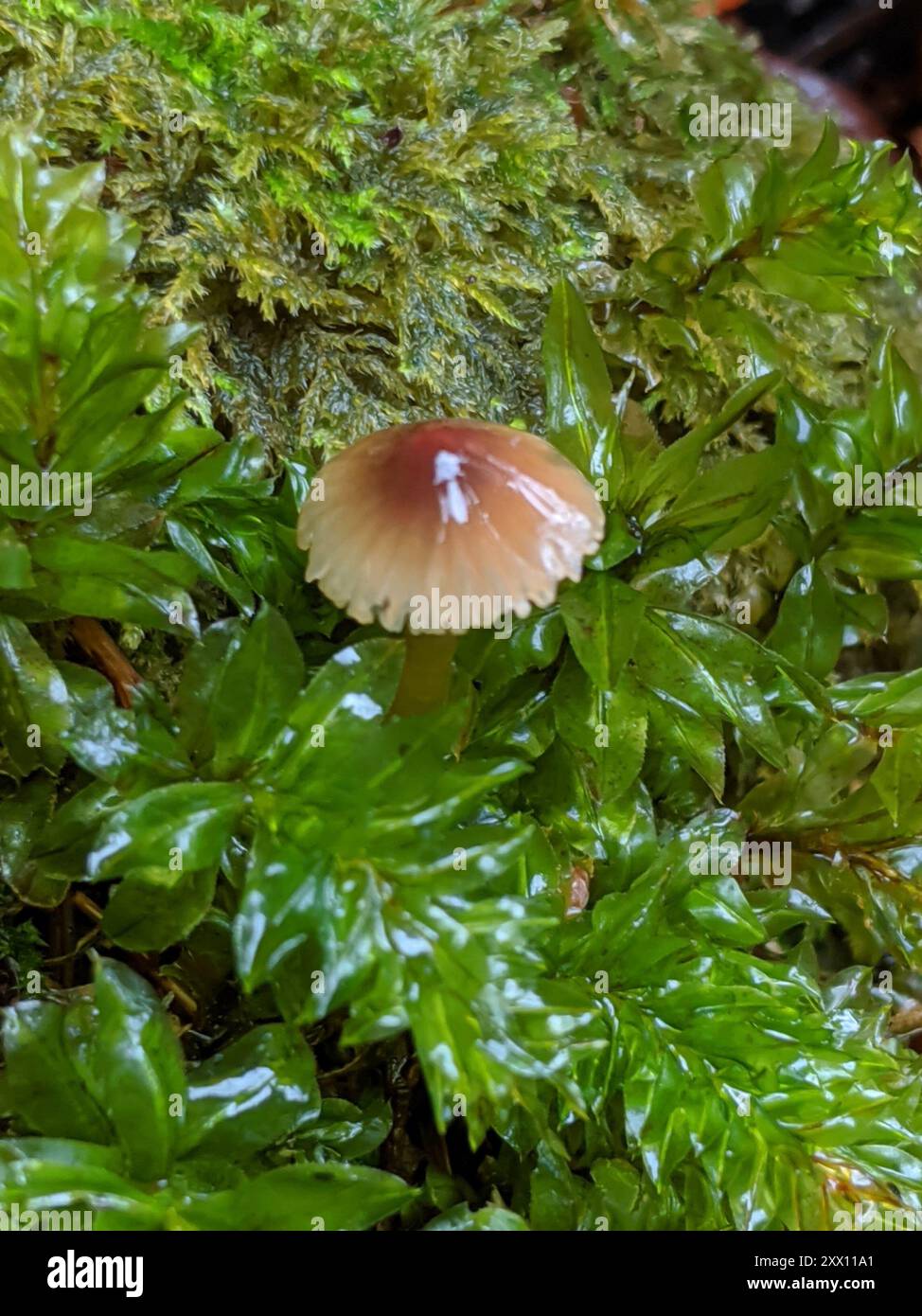 Parrot Mushroom (Gliophorus psittacinus) Fungi Stock Photo - Alamy