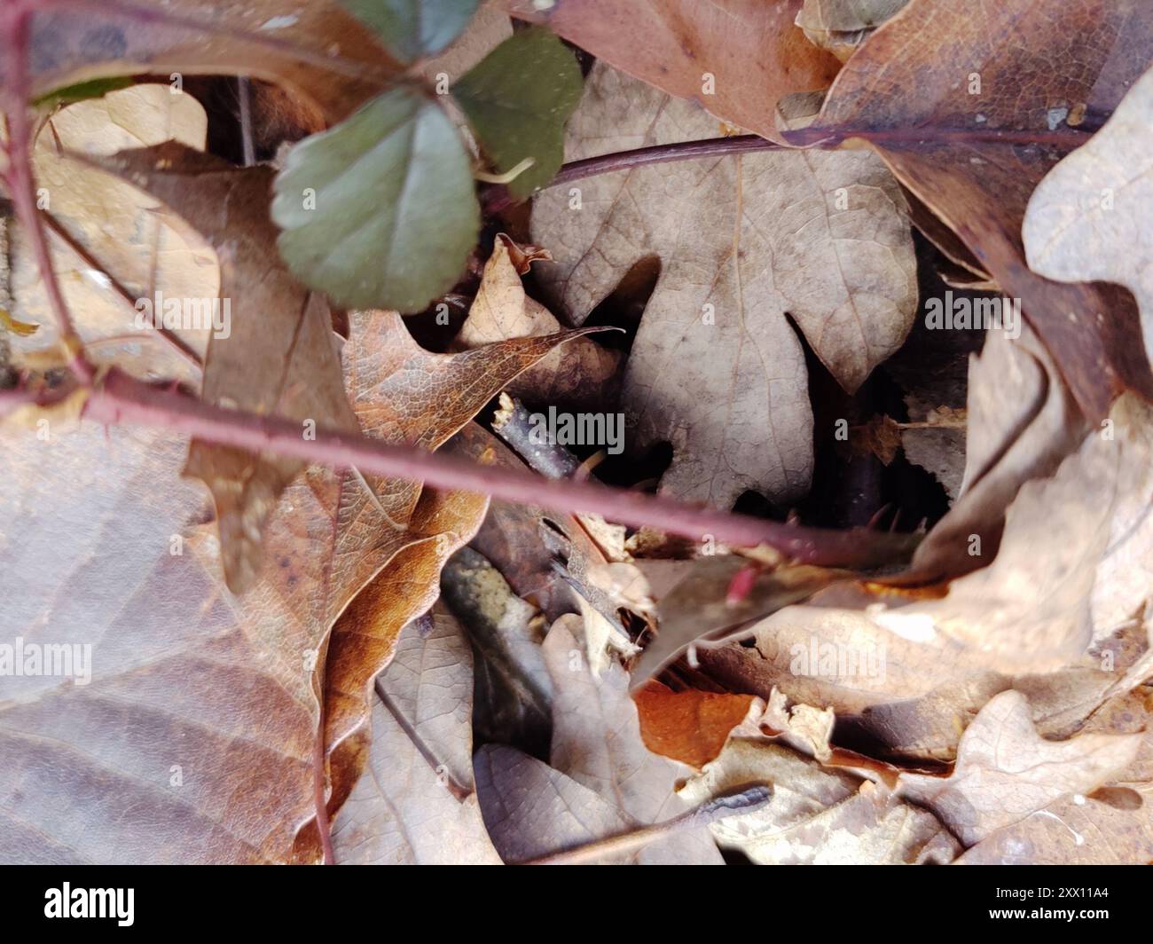 swamp dewberry (Rubus hispidus) Plantae Stock Photo - Alamy