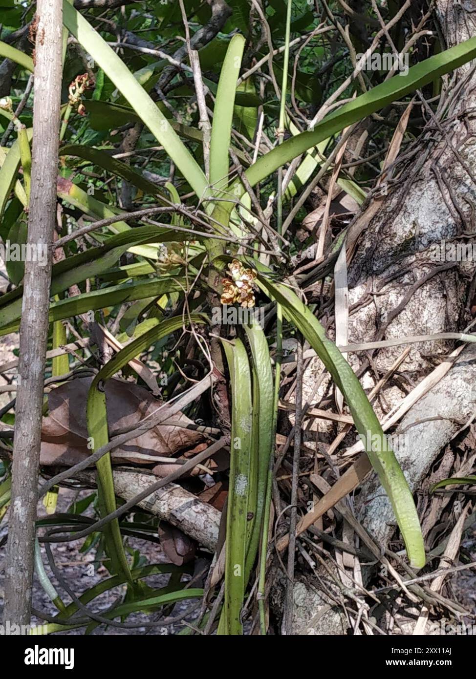 Acampe hi-res stock photography and images - Alamy