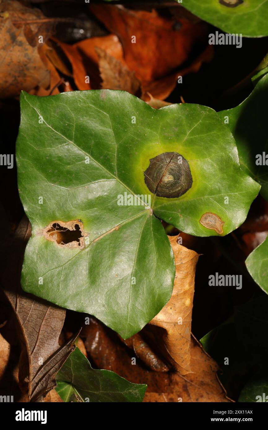 Leaf spot of ivy (Boeremia hedericola) Fungi Stock Photo - Alamy