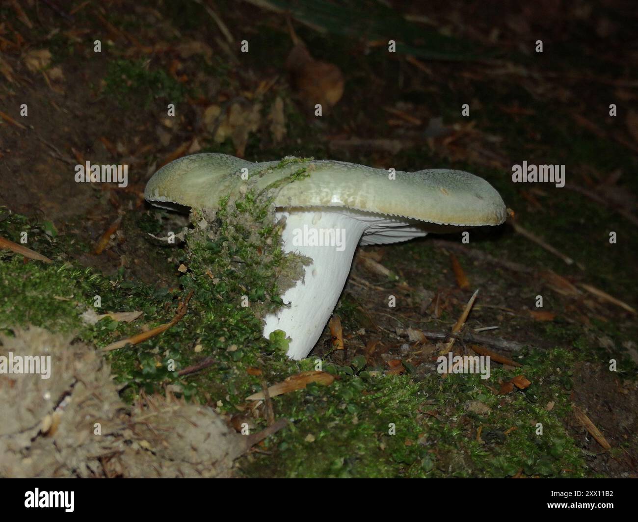 Green Russula (Russula virescens) Fungi Stock Photo - Alamy