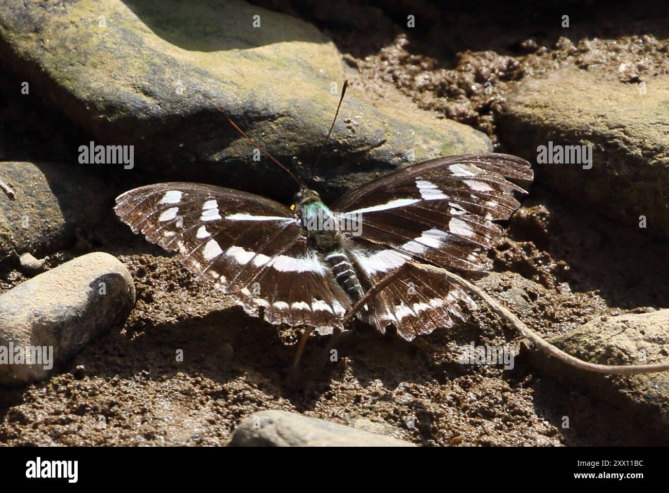 Sergeant Emperor (Mimathyma chevana) Insecta Stock Photo - Alamy