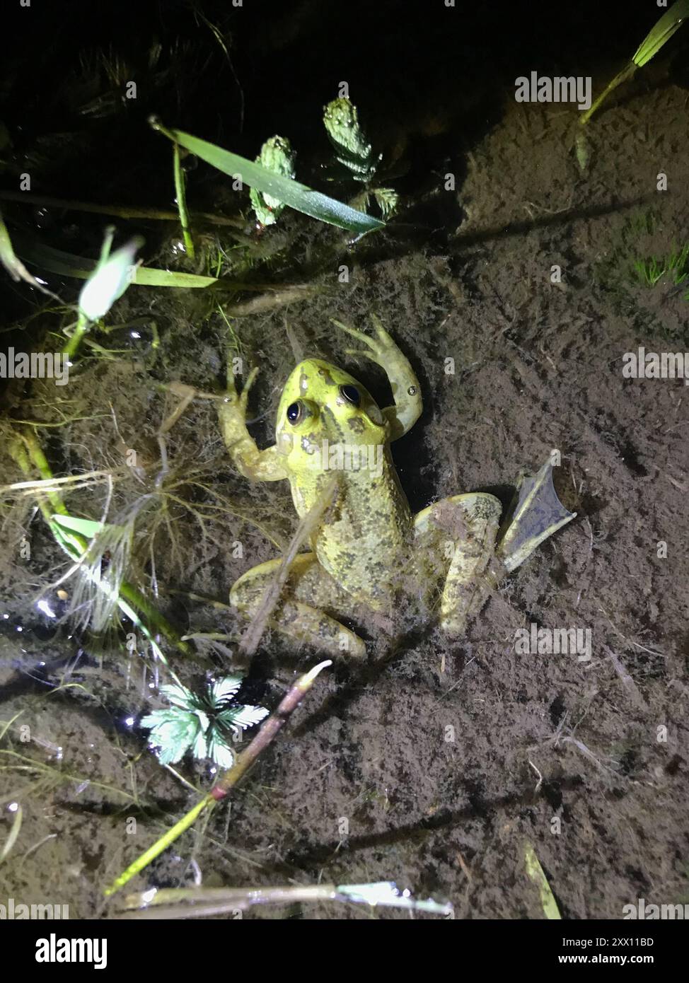 Lesser Swimming Frog (Pseudis minuta) Amphibia Stock Photo - Alamy