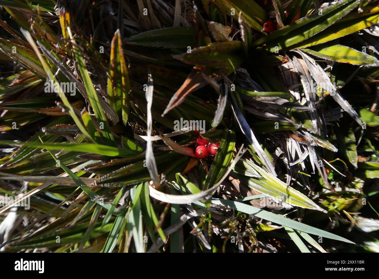 Astelia alpina hi-res stock photography and images - Alamy
