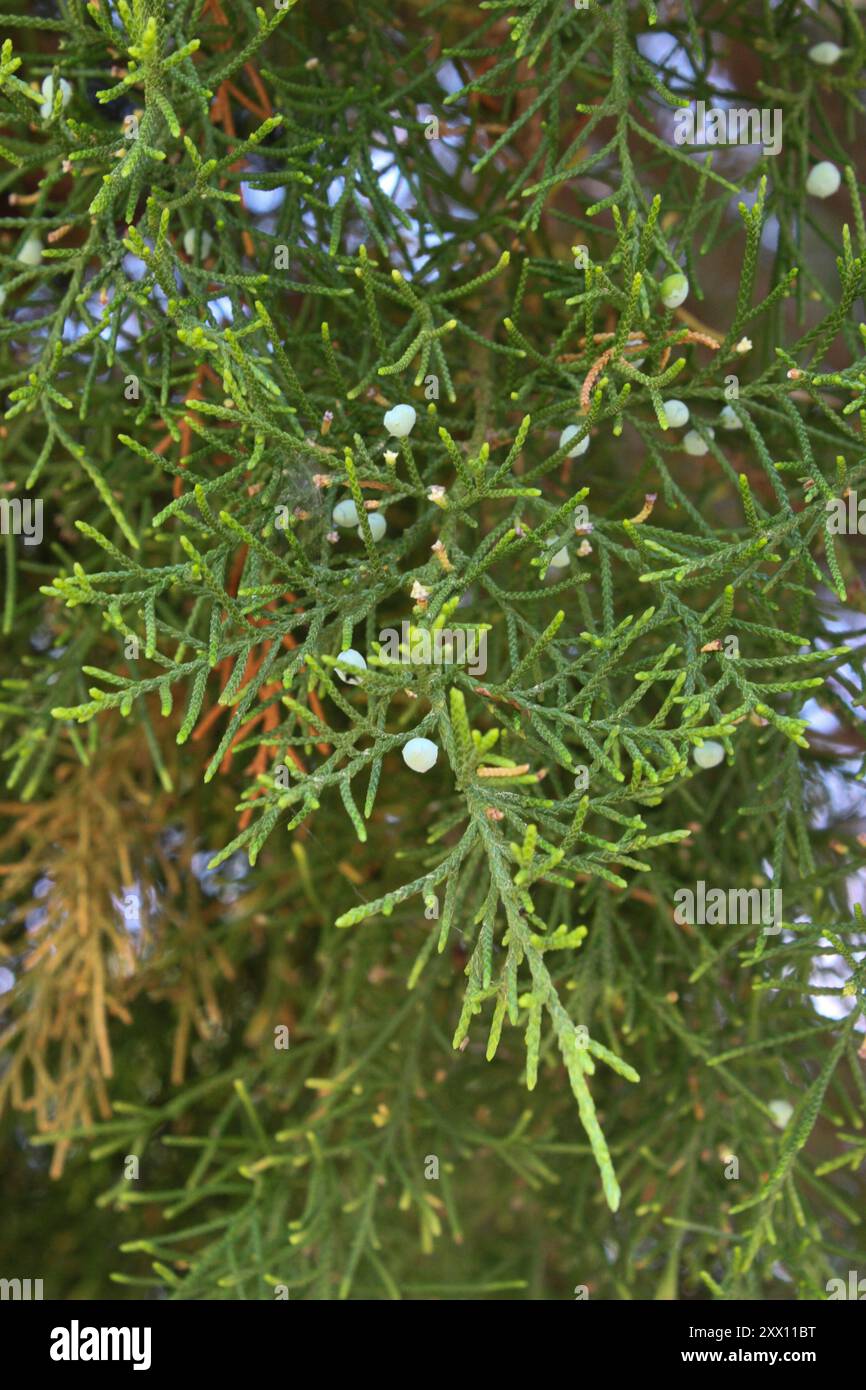 Southern Redcedar (Juniperus virginiana silicicola) Plantae Stock Photo ...