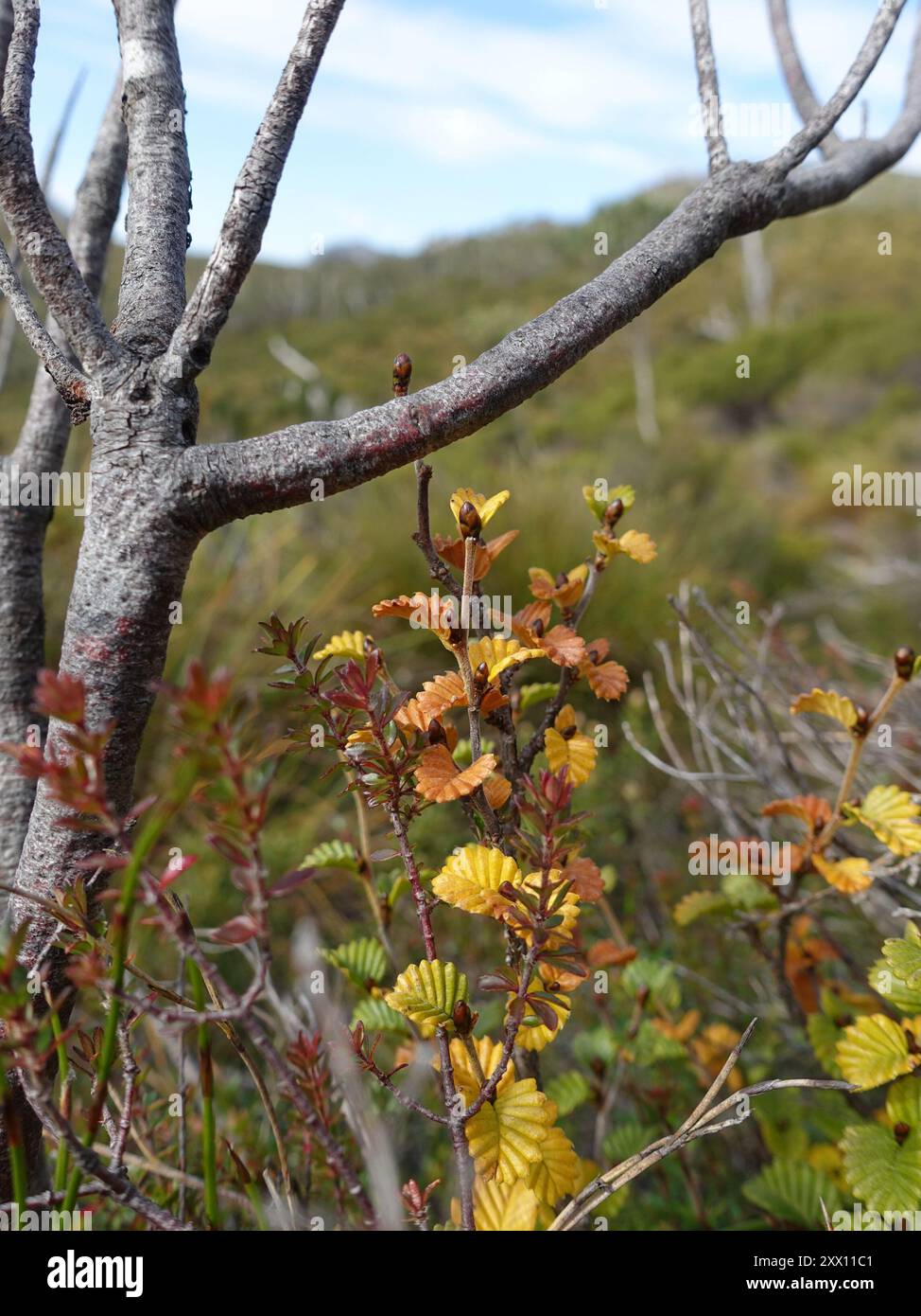 deciduous beech (Nothofagus gunnii) Plantae Stock Photo - Alamy