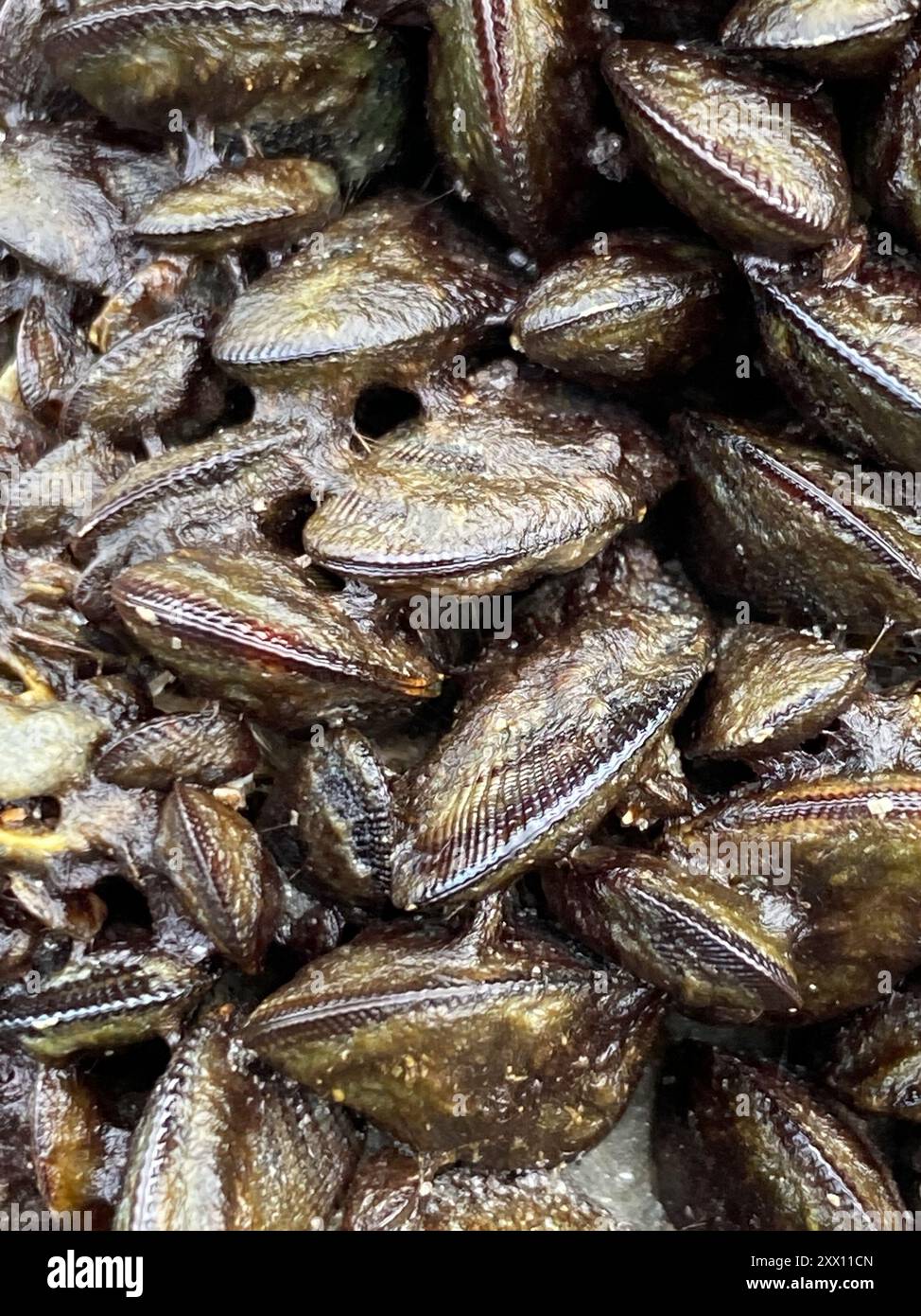 Atlantic Ribbed Mussel (Geukensia demissa) Mollusca Stock Photo - Alamy