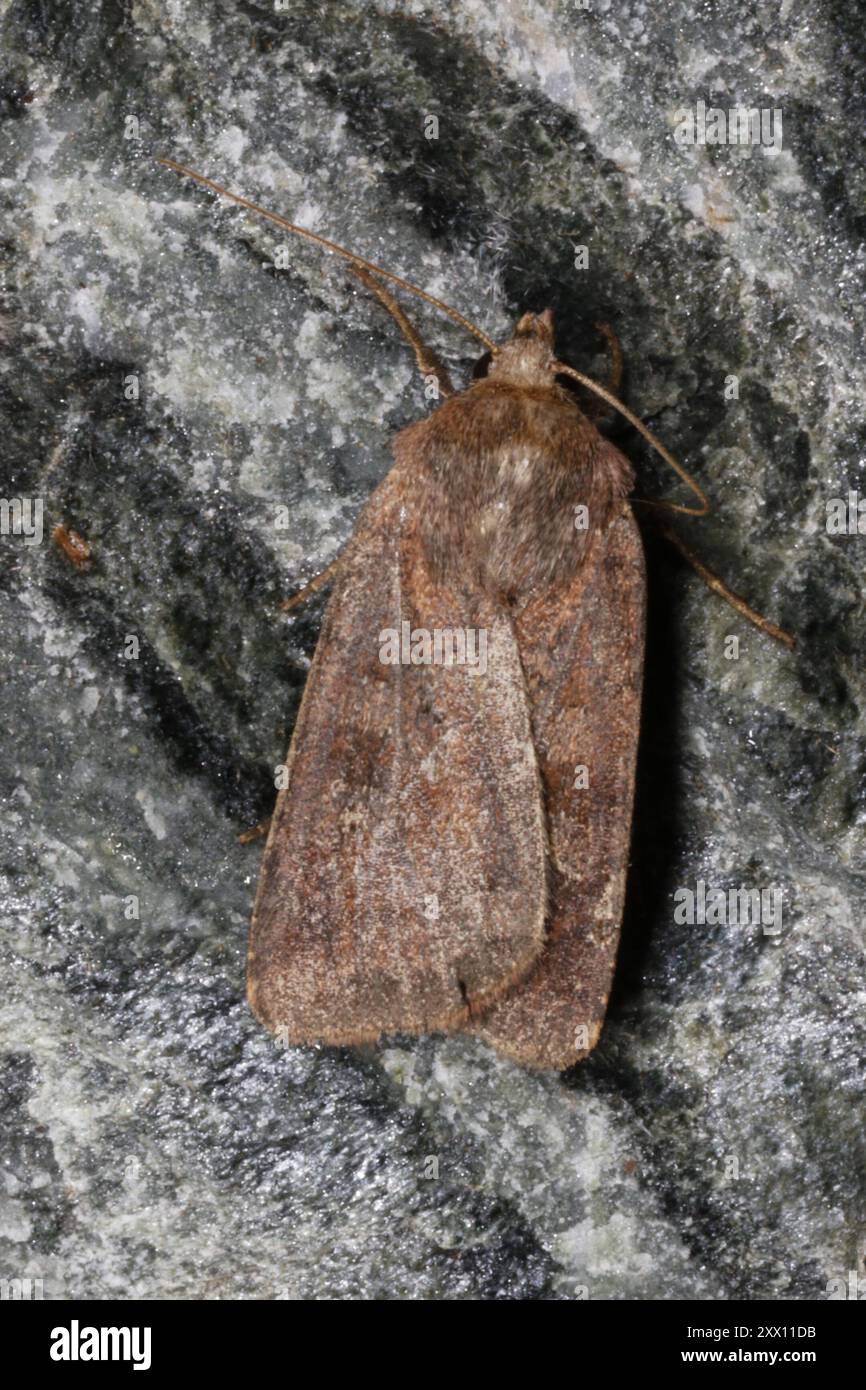 Small Square-spot (Diarsia rubi) Insecta Stock Photo - Alamy