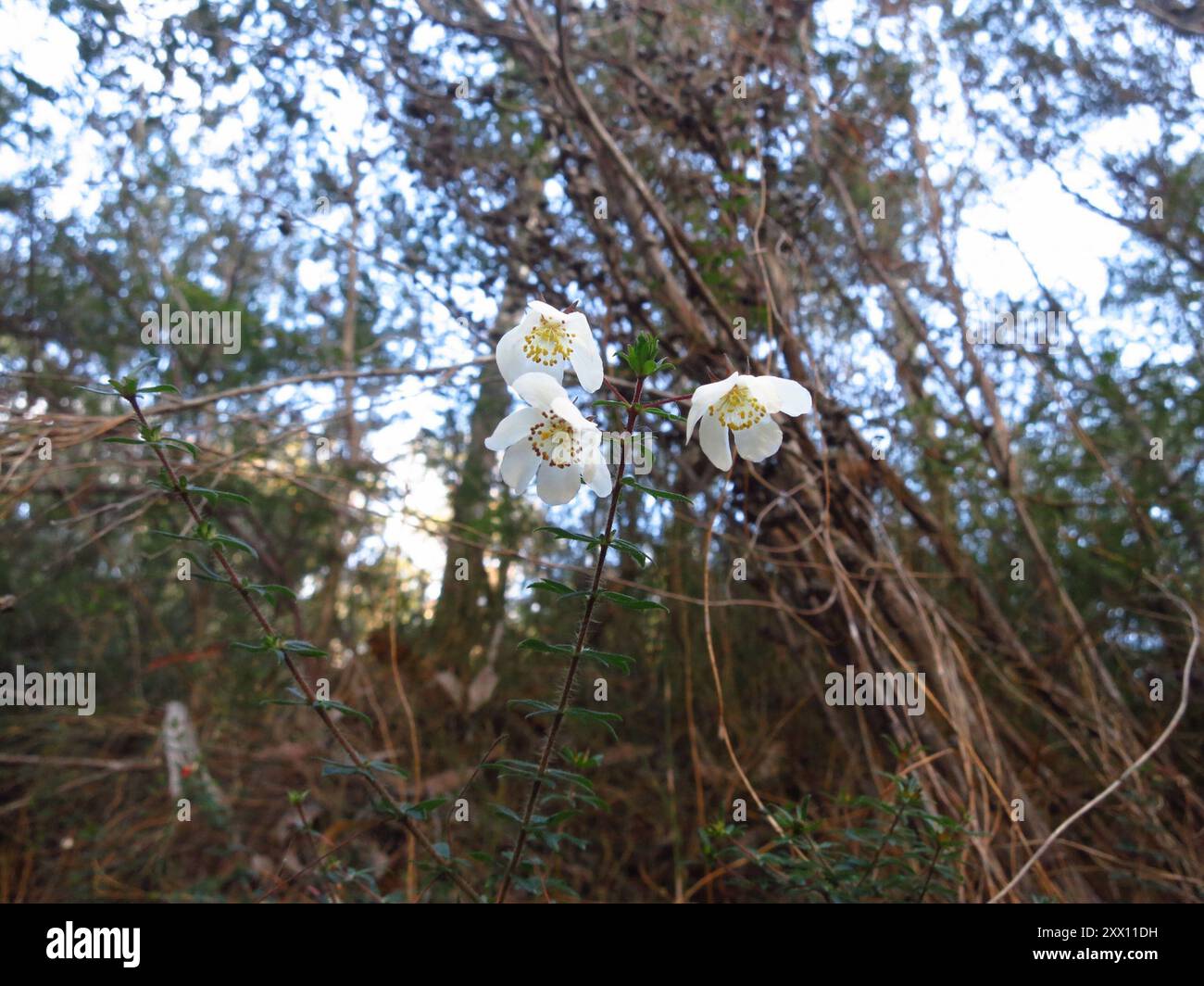River Rose (Bauera rubioides) Plantae Stock Photo - Alamy