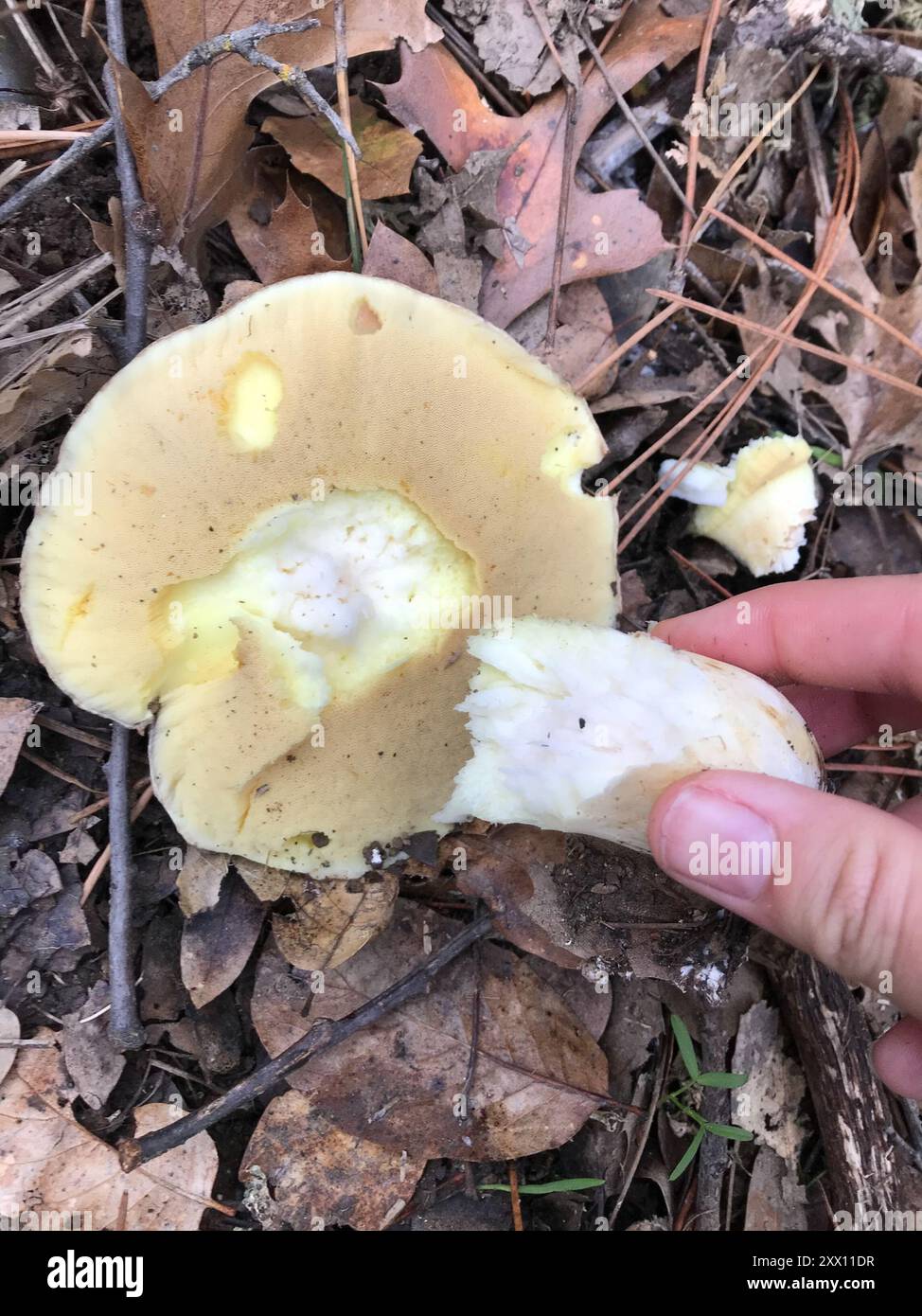 Slippery Jacks (Suillus) Fungi Stock Photo - Alamy