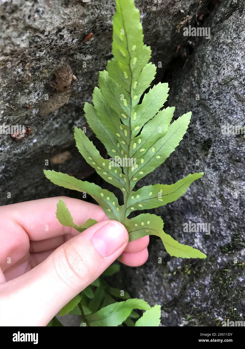 Nested Polypody (Polypodium calirhiza) Plantae Stock Photo - Alamy
