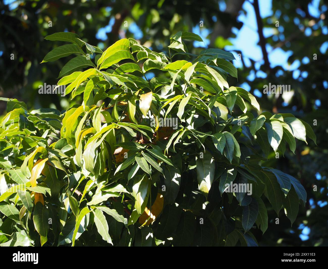 Big-leaf Mahogany (Swietenia macrophylla) Plantae Stock Photo - Alamy