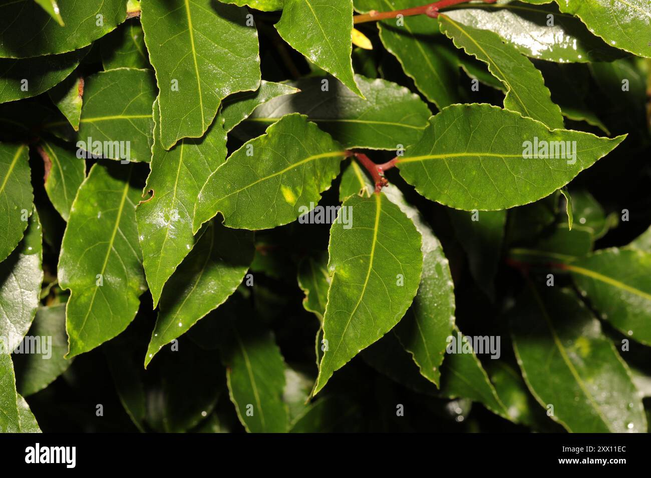 Bay laurel (Laurus nobilis) Plantae Stock Photo - Alamy