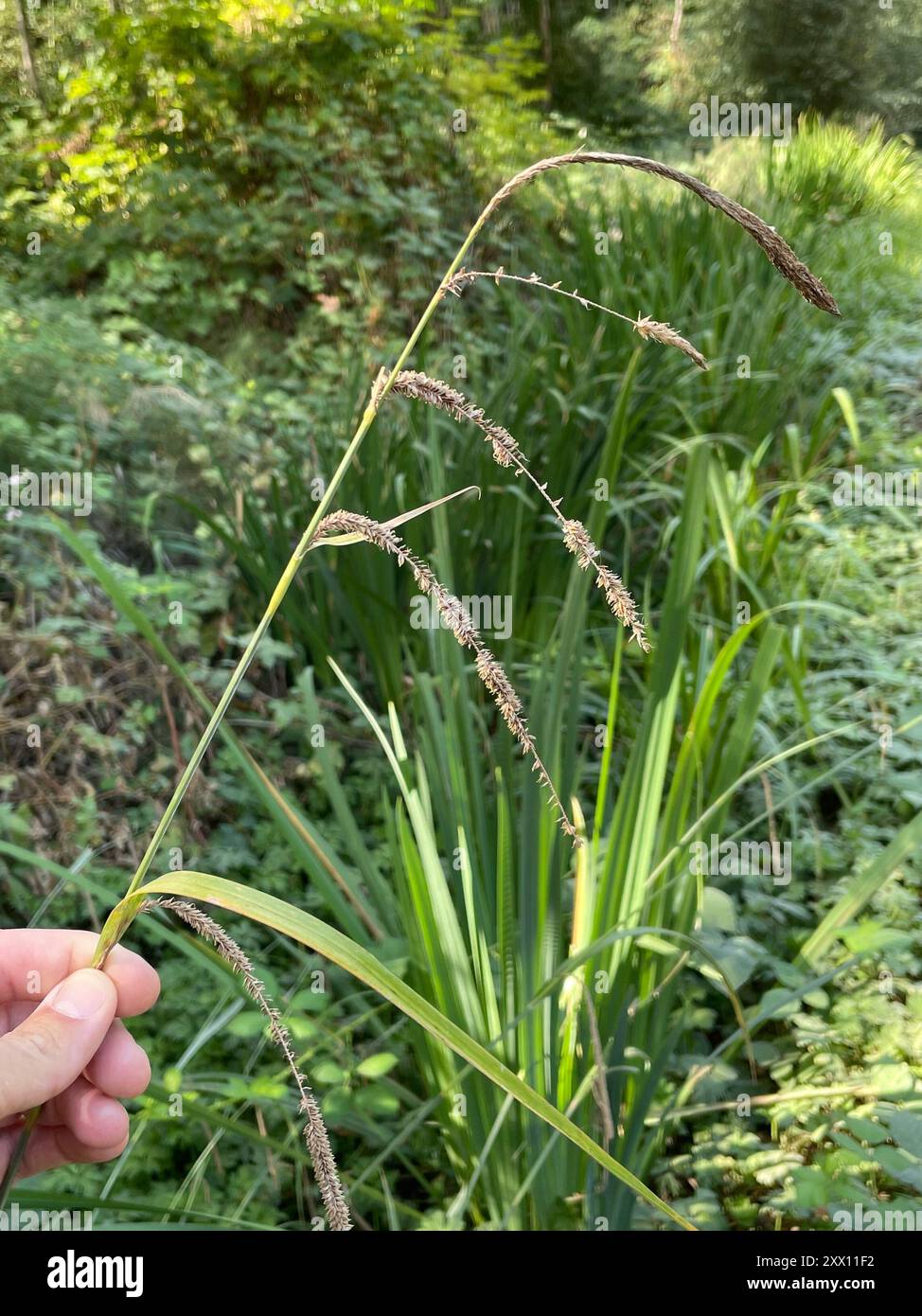 Hanging sedge (Carex pendula) Plantae Stock Photo - Alamy