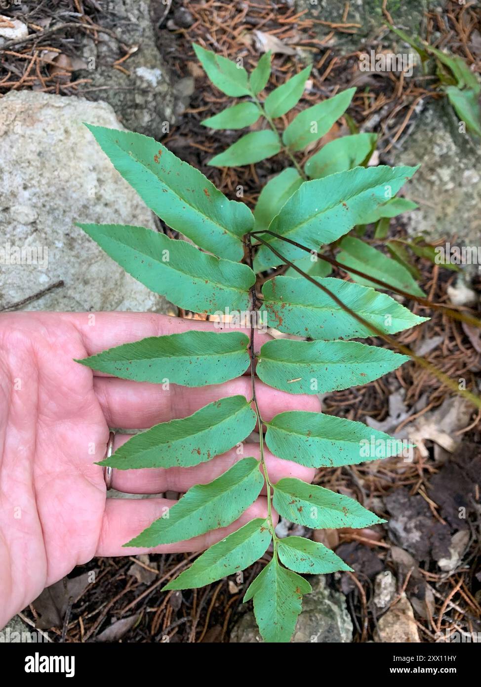 Mexican Flowering Fern (Anemia mexicana) Plantae Stock Photo - Alamy