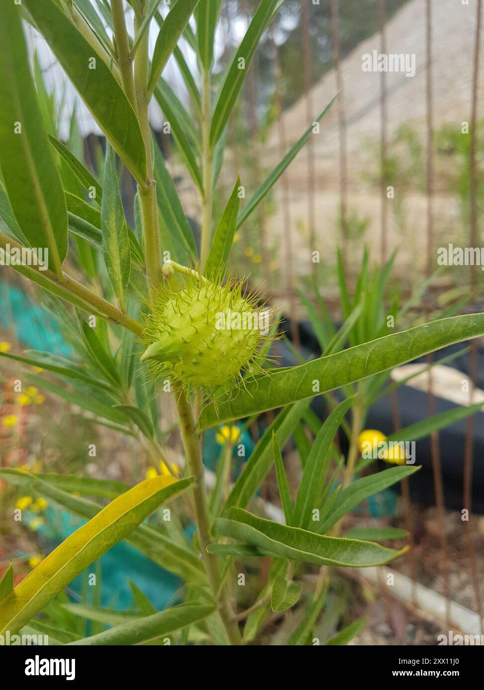 Narrow-leaf Cotton Bush (Gomphocarpus fruticosus) Plantae Stock Photo ...