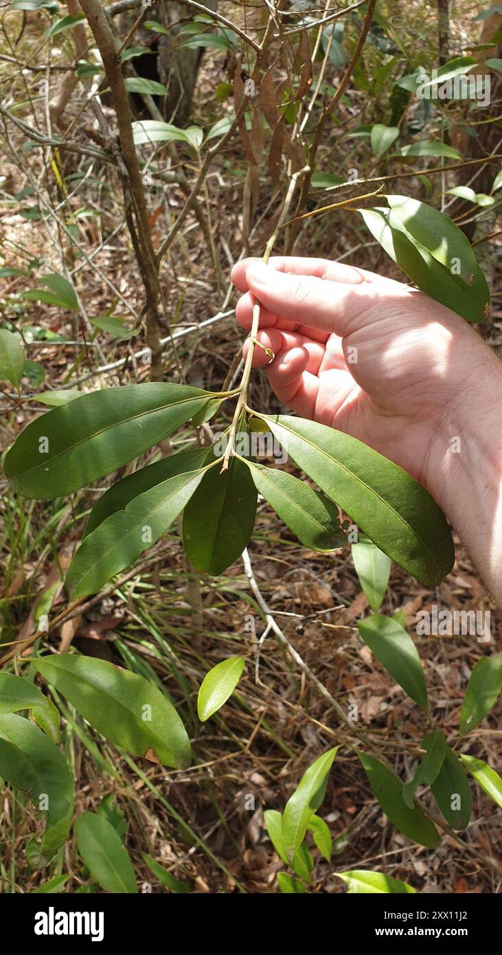 Muttonwood hi-res stock photography and images - Alamy