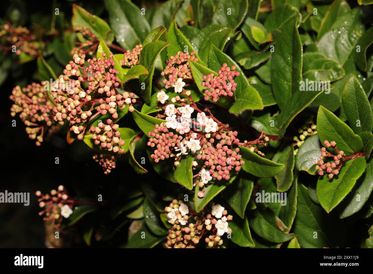 Laurustinus viburnum (Viburnum tinus) Plantae Stock Photo - Alamy