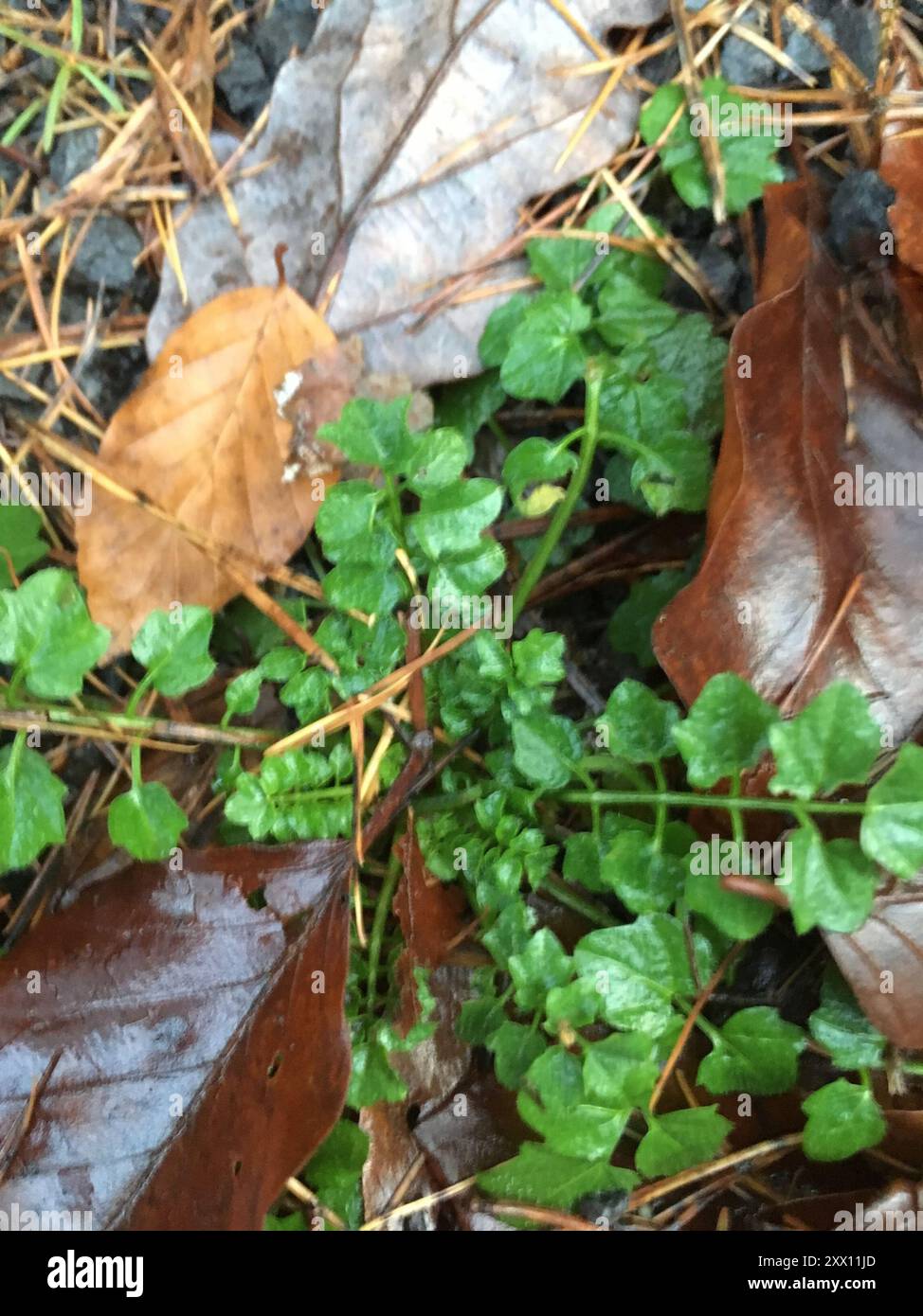 wavy bittercress (Cardamine flexuosa) Plantae Stock Photo - Alamy