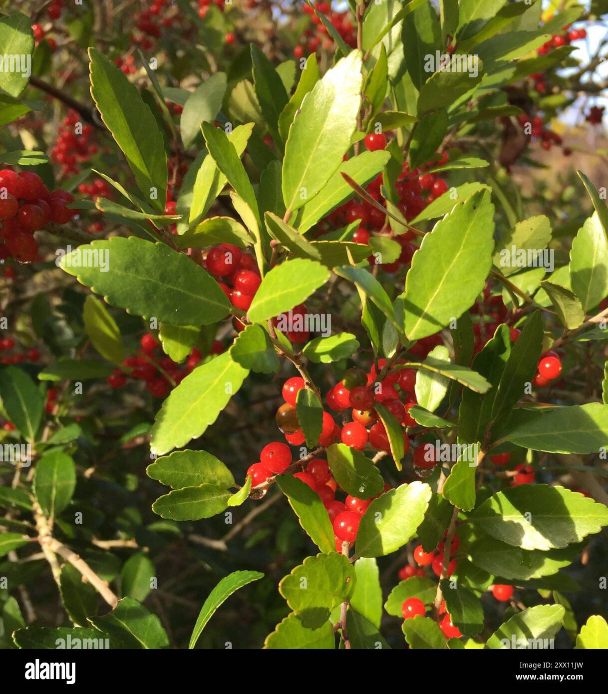 Yaupon Holly (Ilex vomitoria) Plantae Stock Photo - Alamy