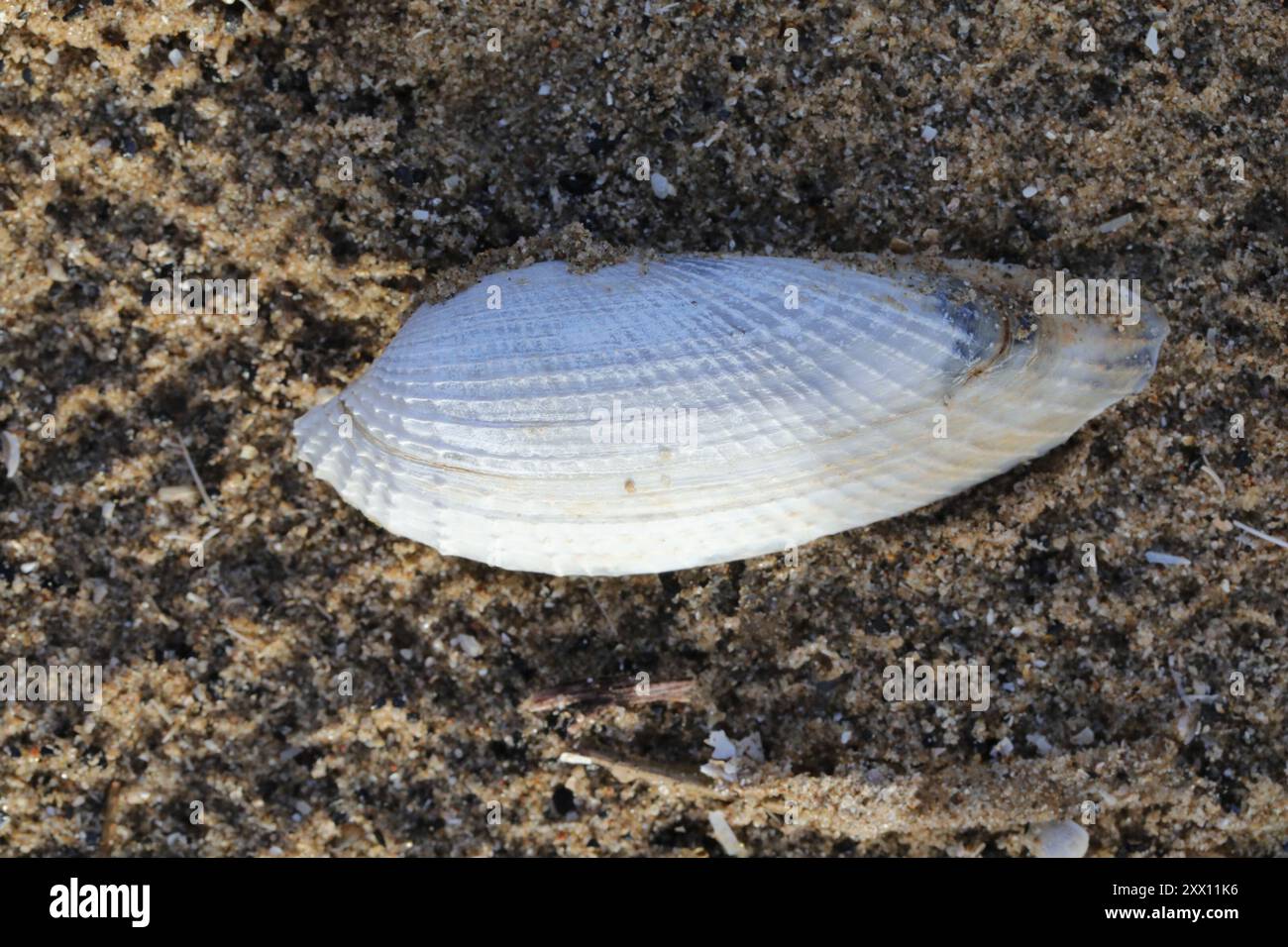 White Piddock (Barnea candida) Mollusca Stock Photo - Alamy