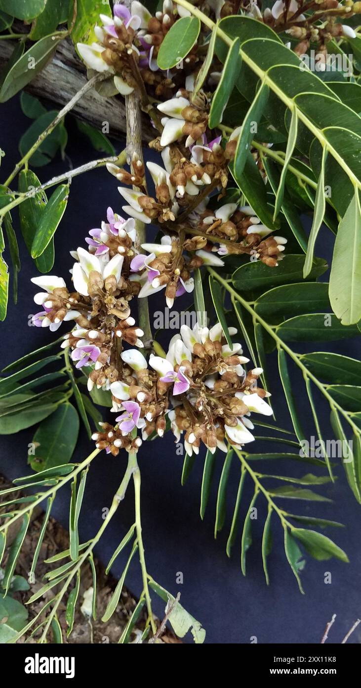 Machaeriums (Machaerium) Plantae Stock Photo - Alamy