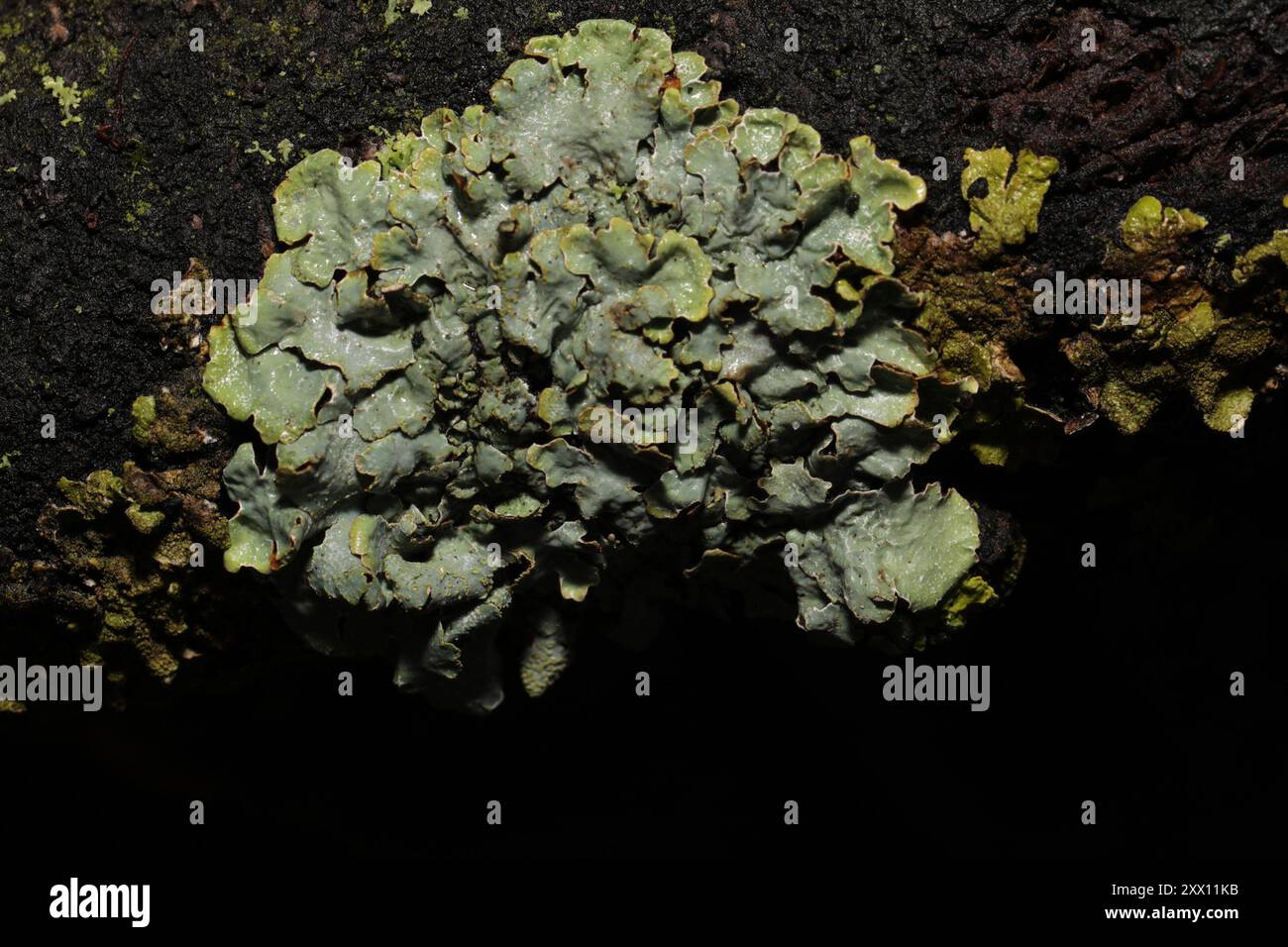 shield lichen (Parmelia sulcata) Fungi Stock Photo - Alamy