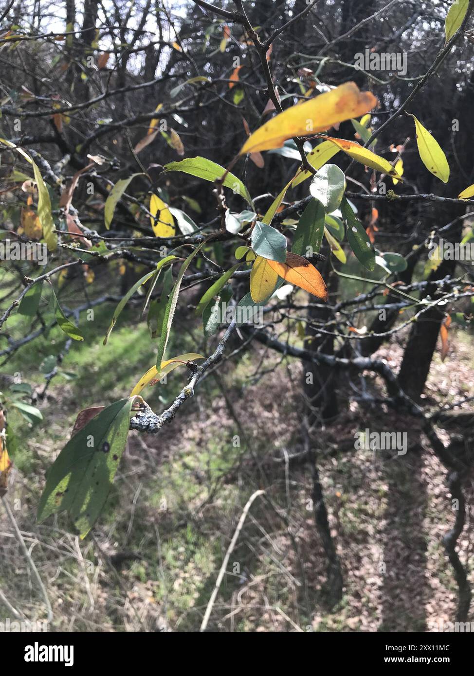 Gum bumelia (Sideroxylon lanuginosum) Plantae Stock Photo - Alamy